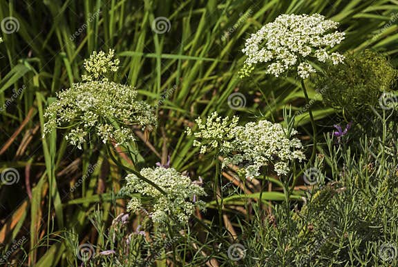 Fine Patterns and Textures of Green Vegetation Stock Photo - Image of ...