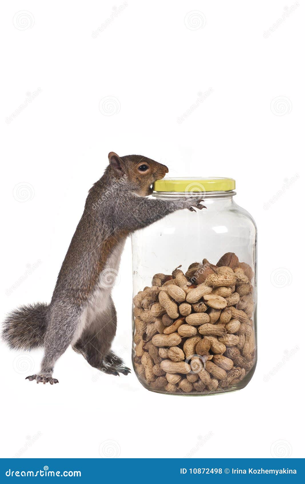 Fine Pilferer Stock Photos - Free & Royalty-Free Stock Photos from ...