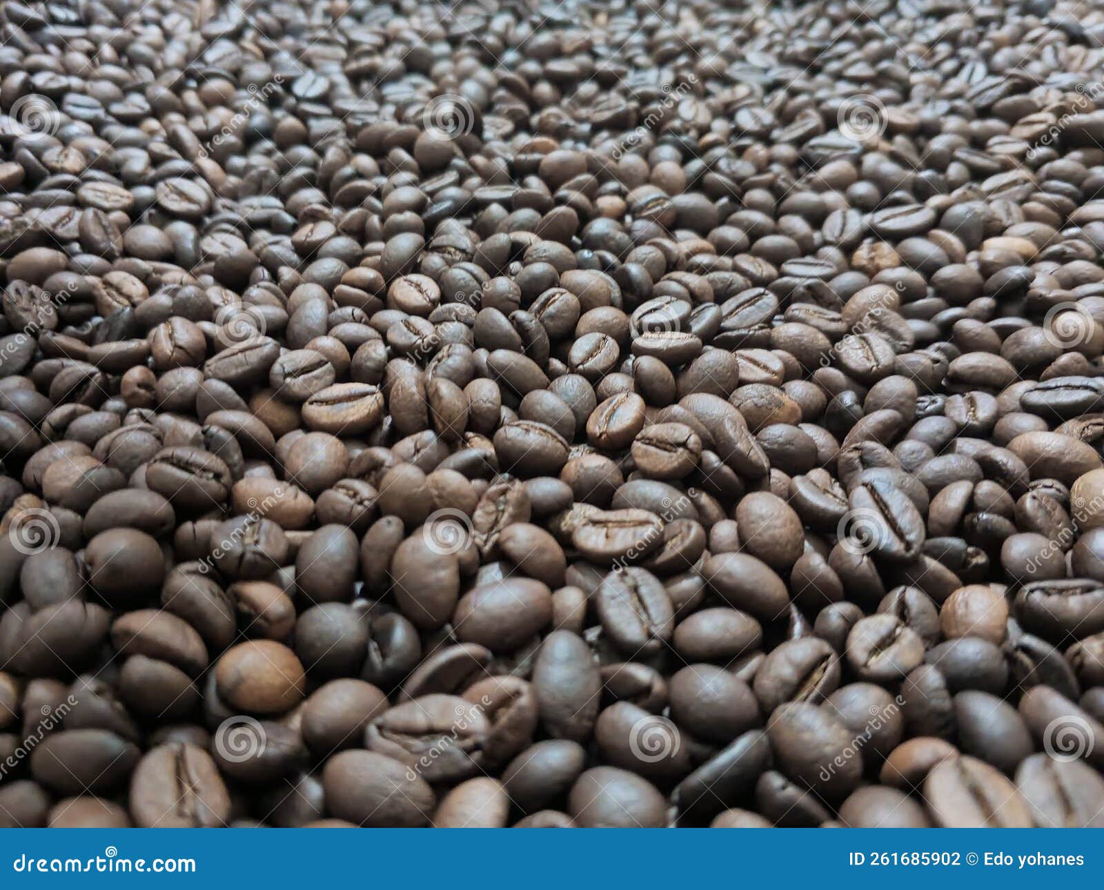 Fine Robusta Coffee Natural Process Stock Photo - Image of ...