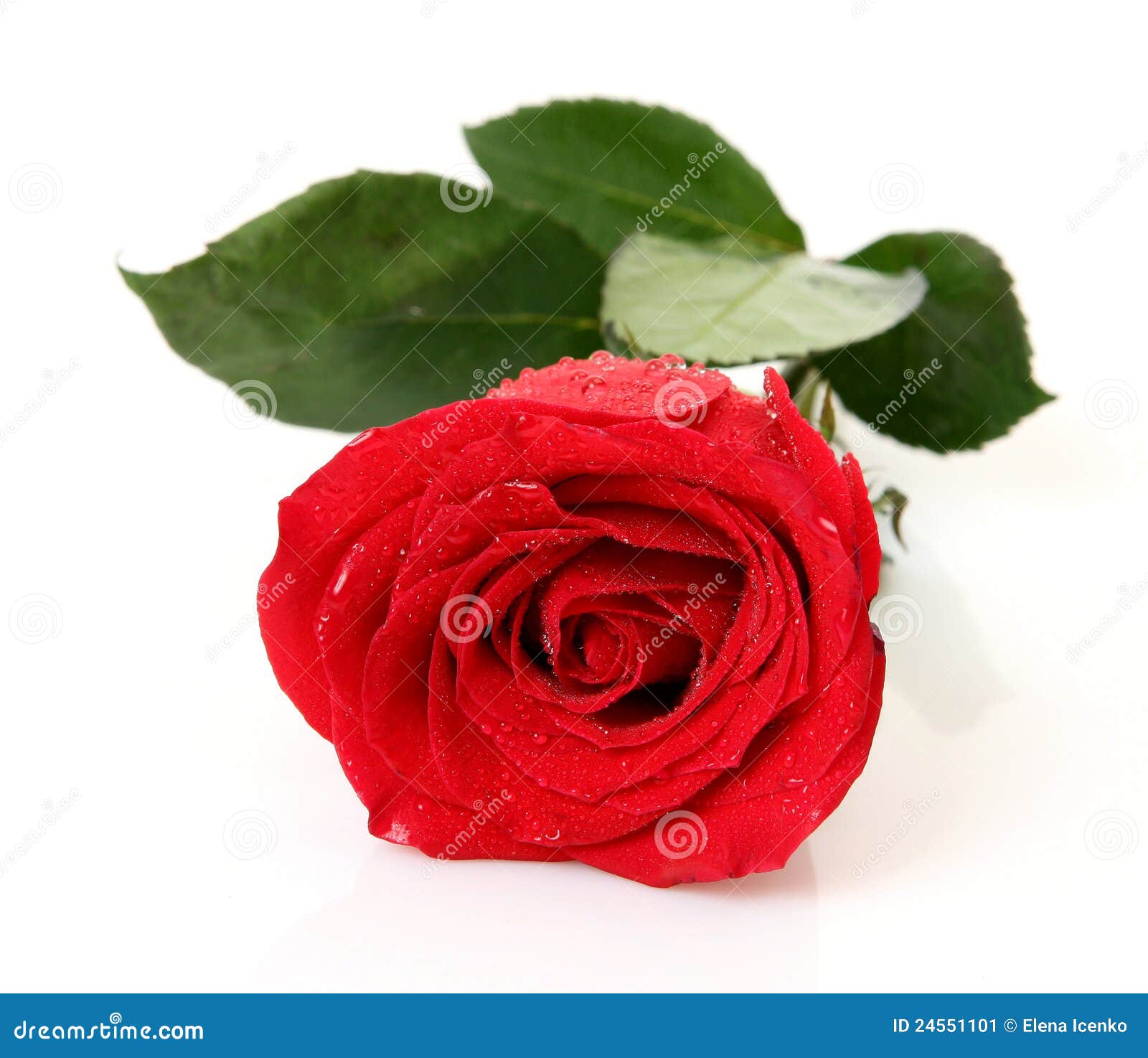 Fine rose stock image. Image of petal, vegetative, ornament - 24551101