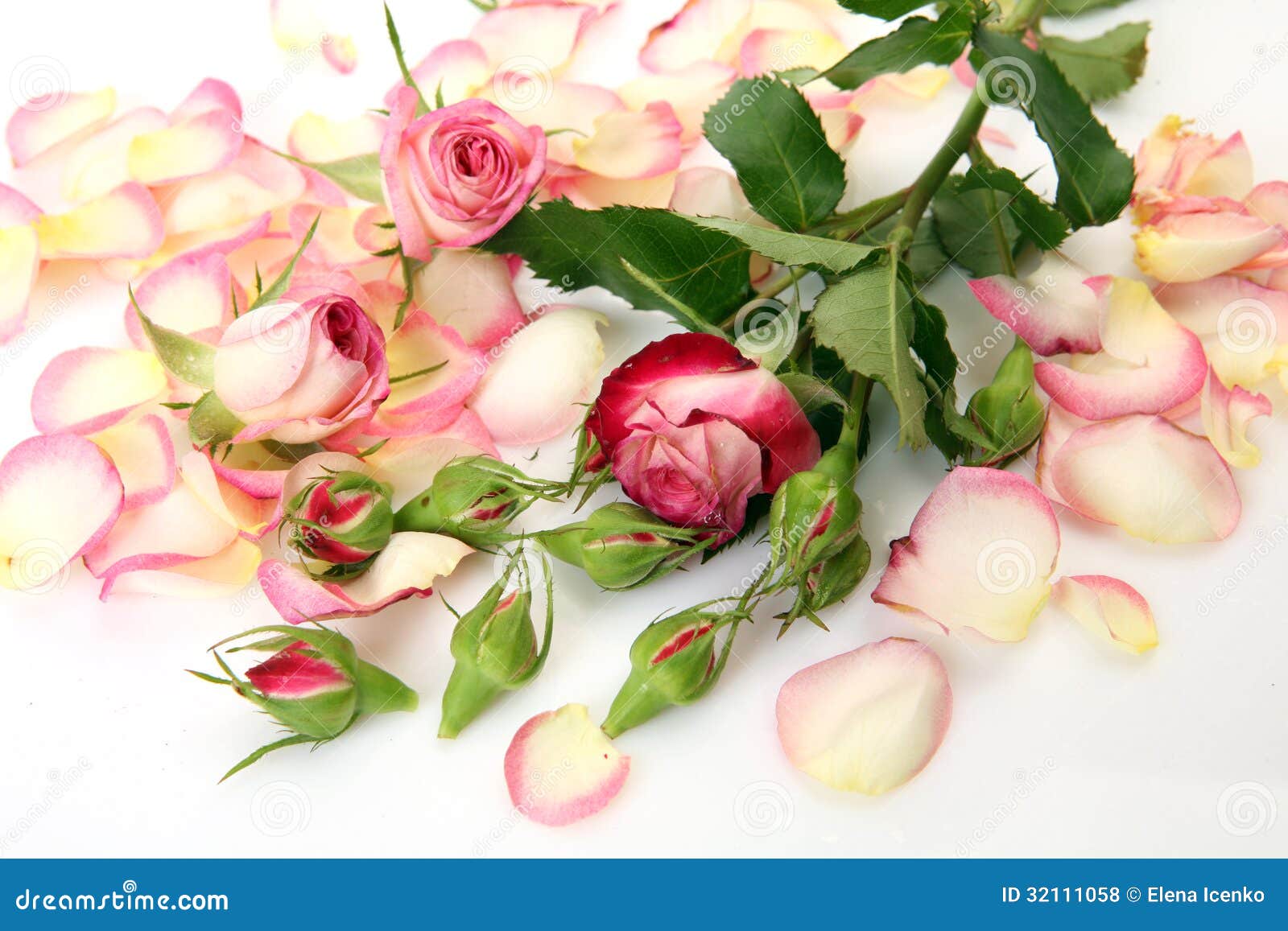 Fine rose stock photo. Image of tenderness, harmony, love - 32111058