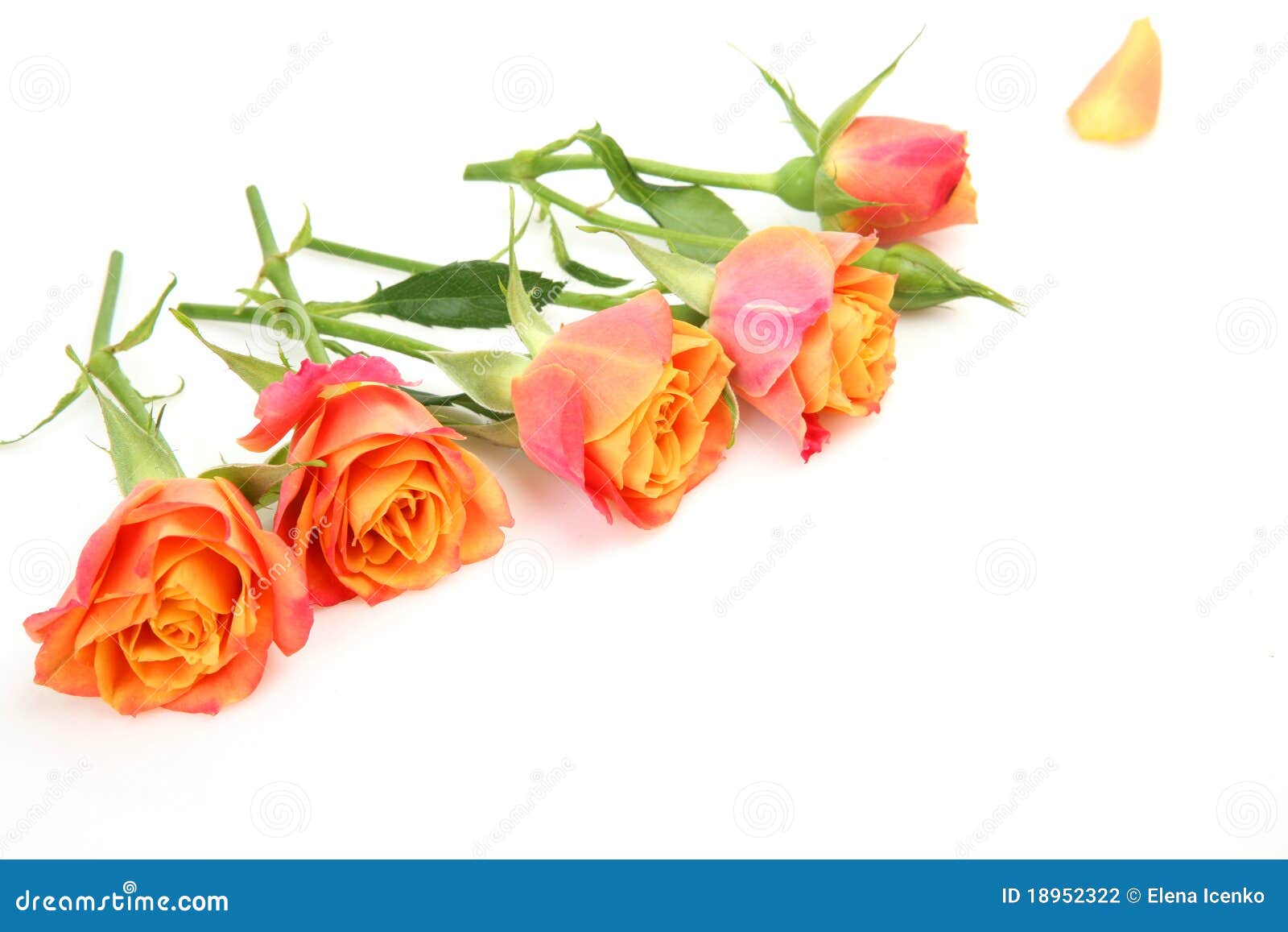 Fine roses stock photo. Image of holiday, harmony, beauty - 18952322