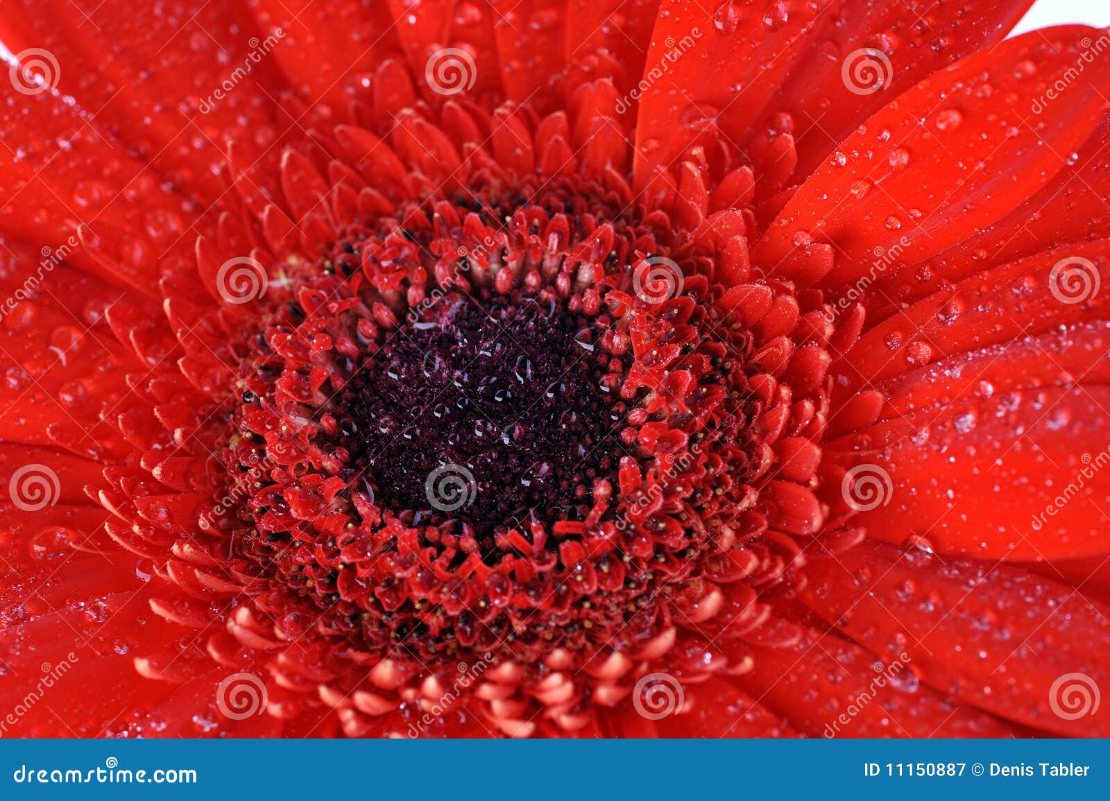Fine Rossa Del Gerbera in Su Immagine Stock - Immagine di pulito ...