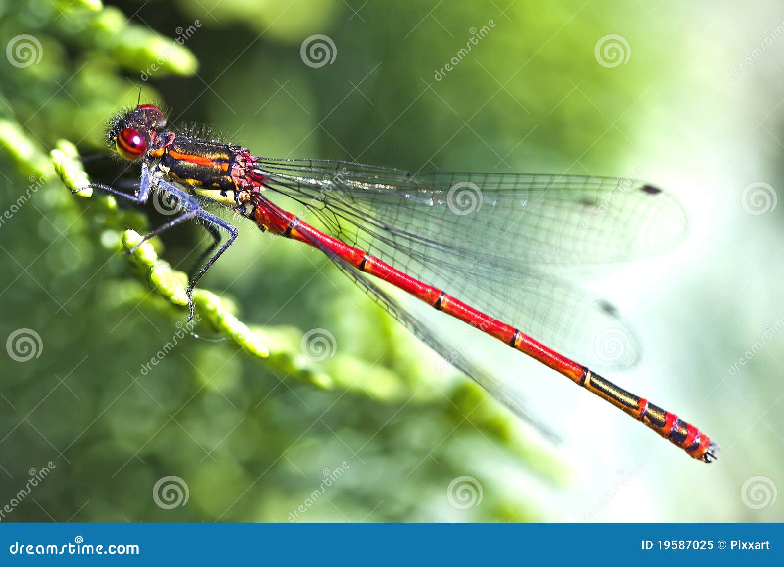 Fine Rossa Della Libellula in Su Immagine Stock - Immagine di occhio ...