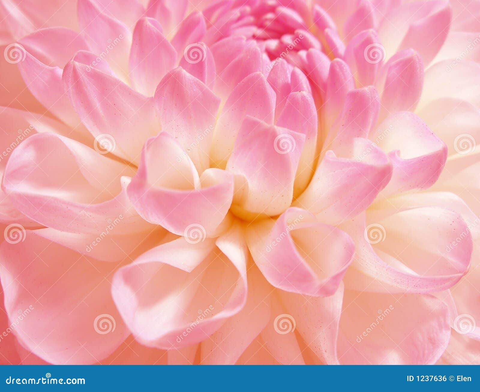 Fine rosy flower stock photo. Image of fine, flora, natural - 1237636