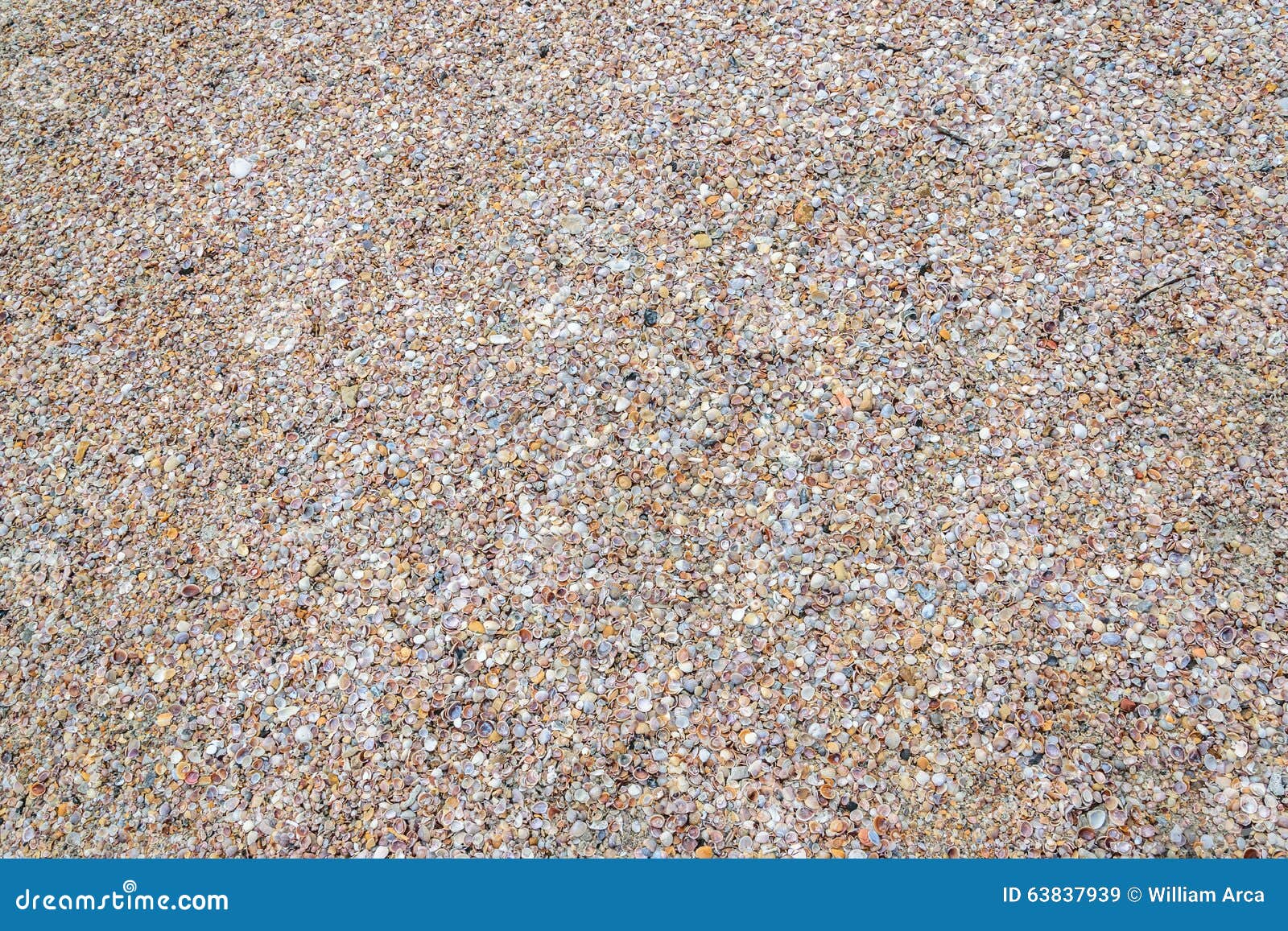 Fine shells texture finish stock image. Image of empty - 63837939
