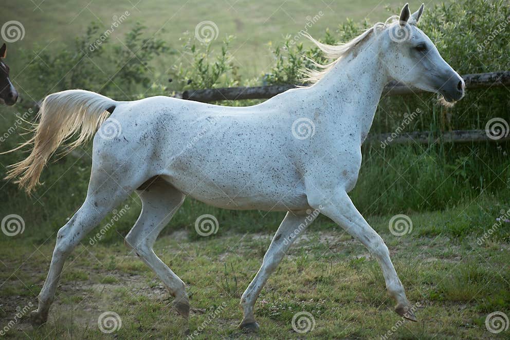 Fine Shoot of Spotted White Steed Stock Image - Image of freedom ...