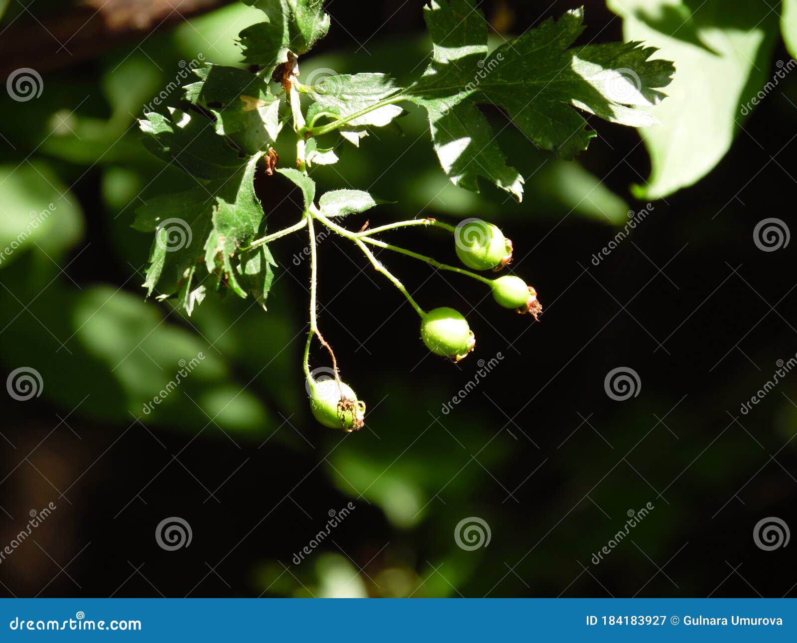 Fine Smell this Green Tree in Spring1 Stock Image - Image of fine ...