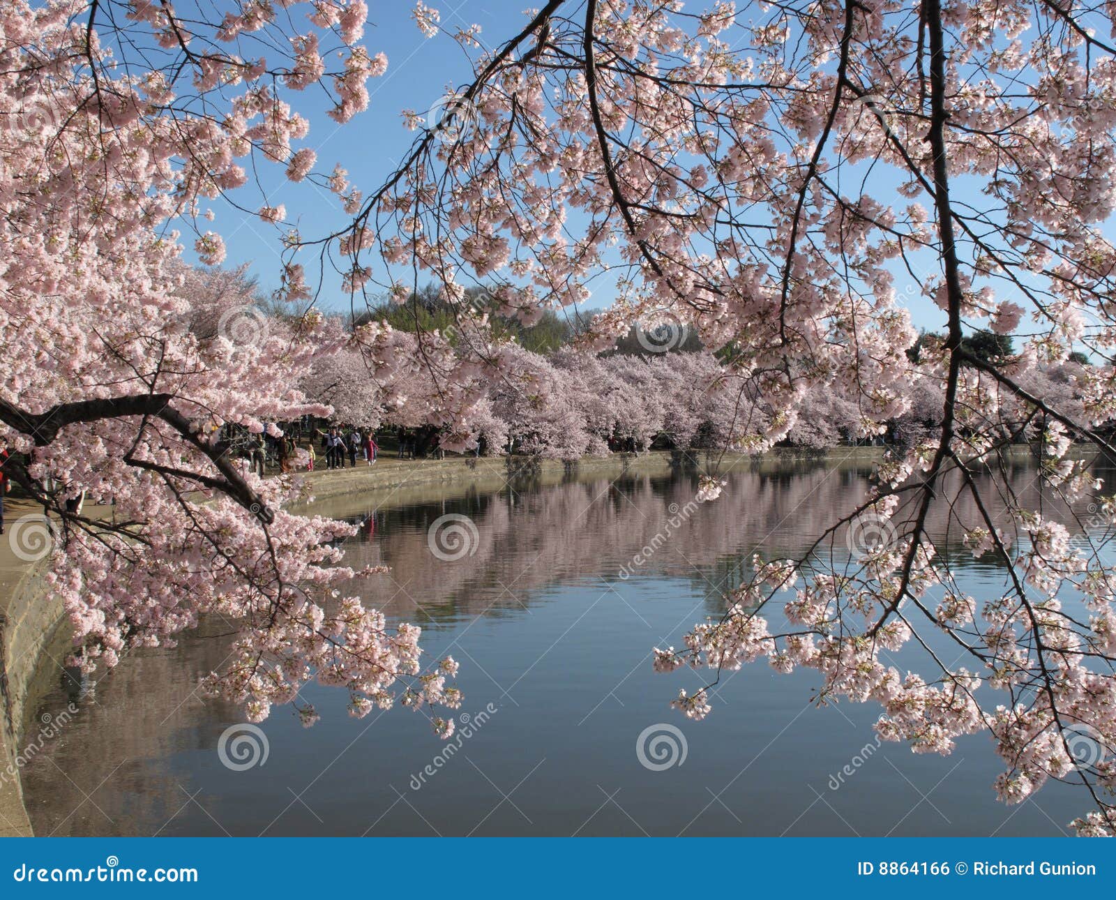 Tidal Basin At Dawn In Washington DC, During The Cherry Blossom ...