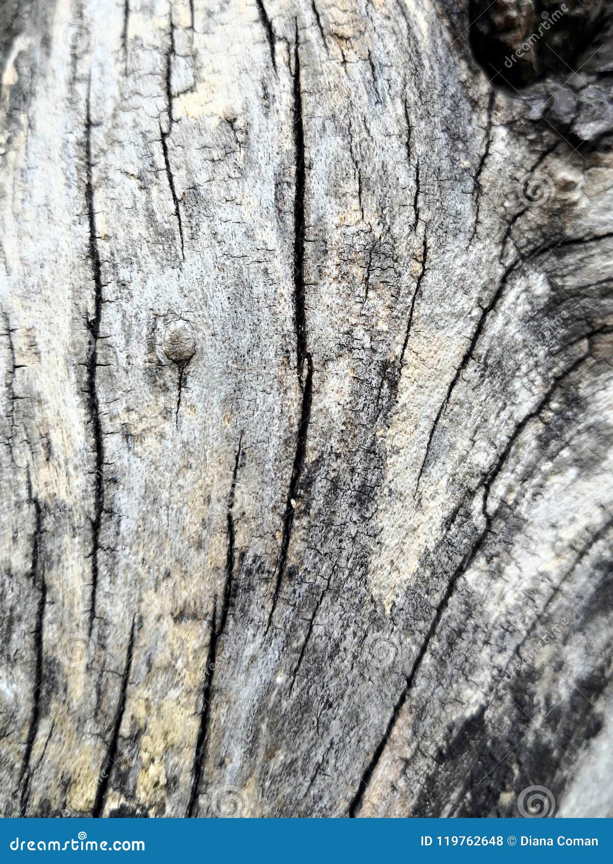 Small Cracks in a Tree Bark Stock Photo - Image of bark, detail: 119762648