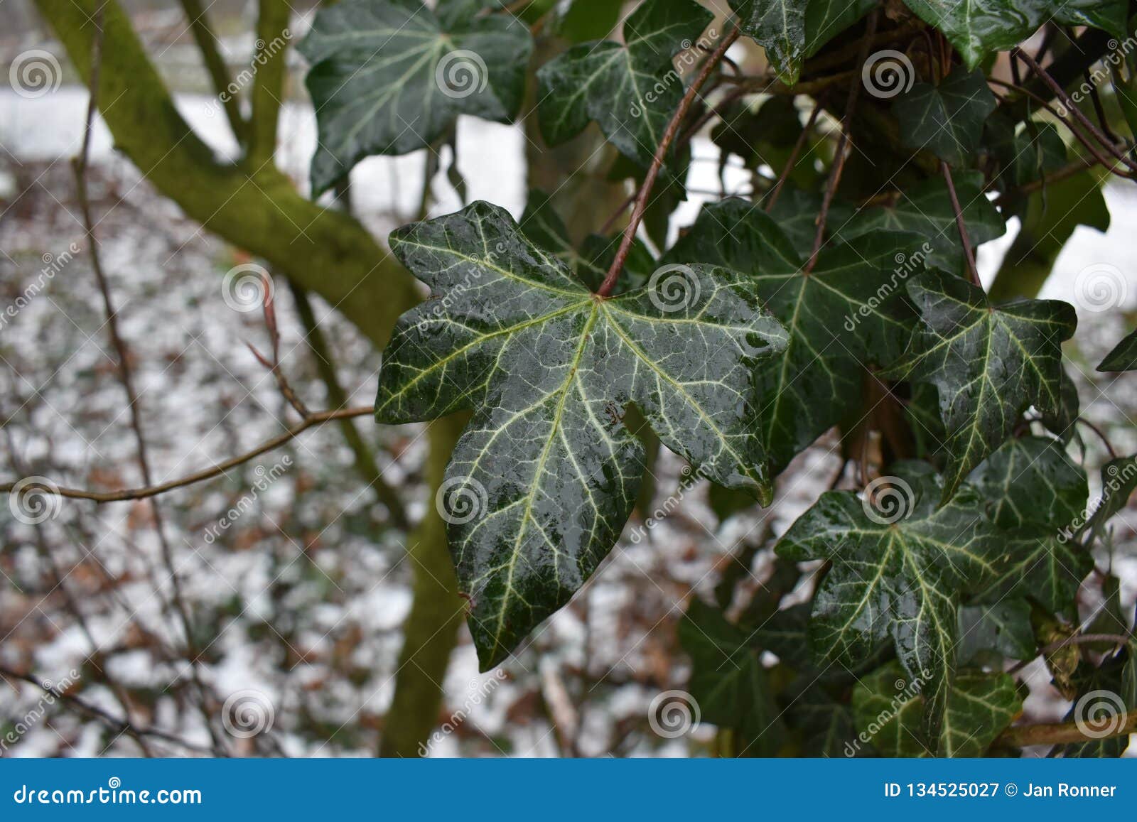 Fine Structure of an Ivy Leaf Stock Image - Image of forest, snow ...