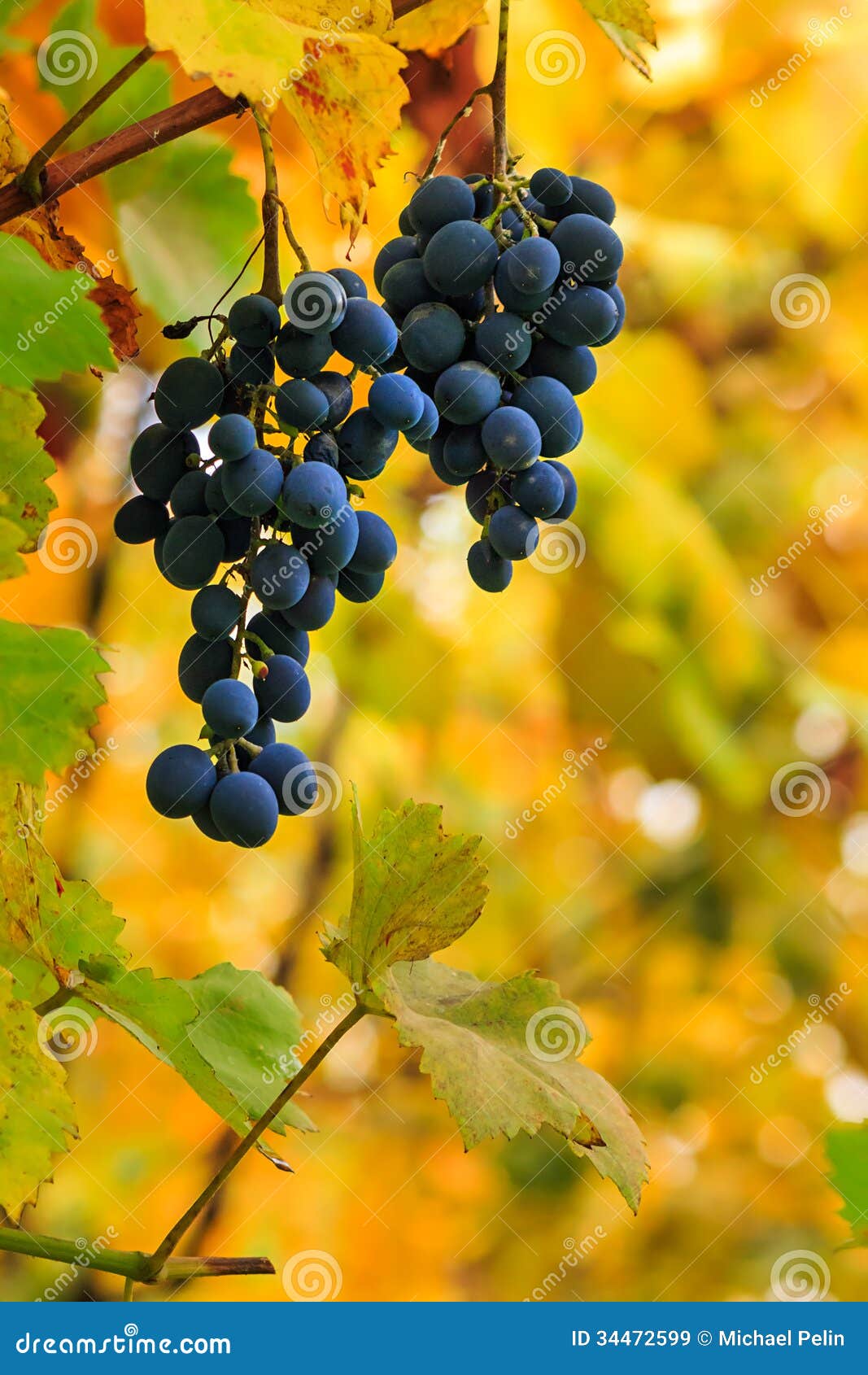 Fine Sweet Grapes on a Foliage Background Stock Image - Image of ...