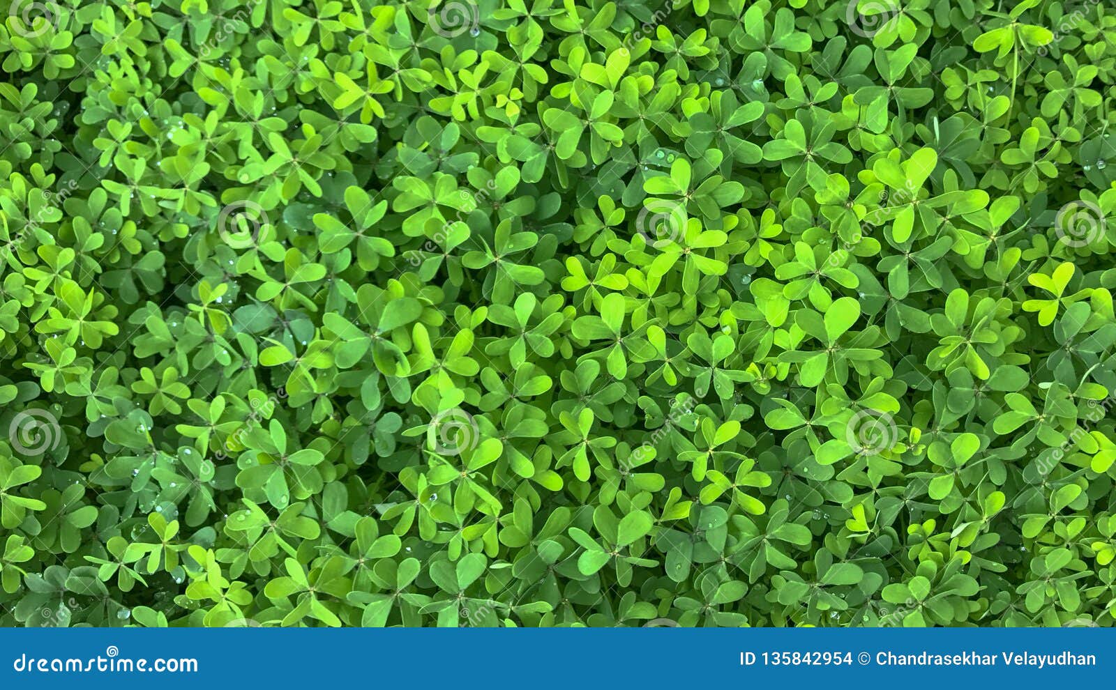 Texture of Green Dense Foliage in Sunlight Stock Photo - Image of ...