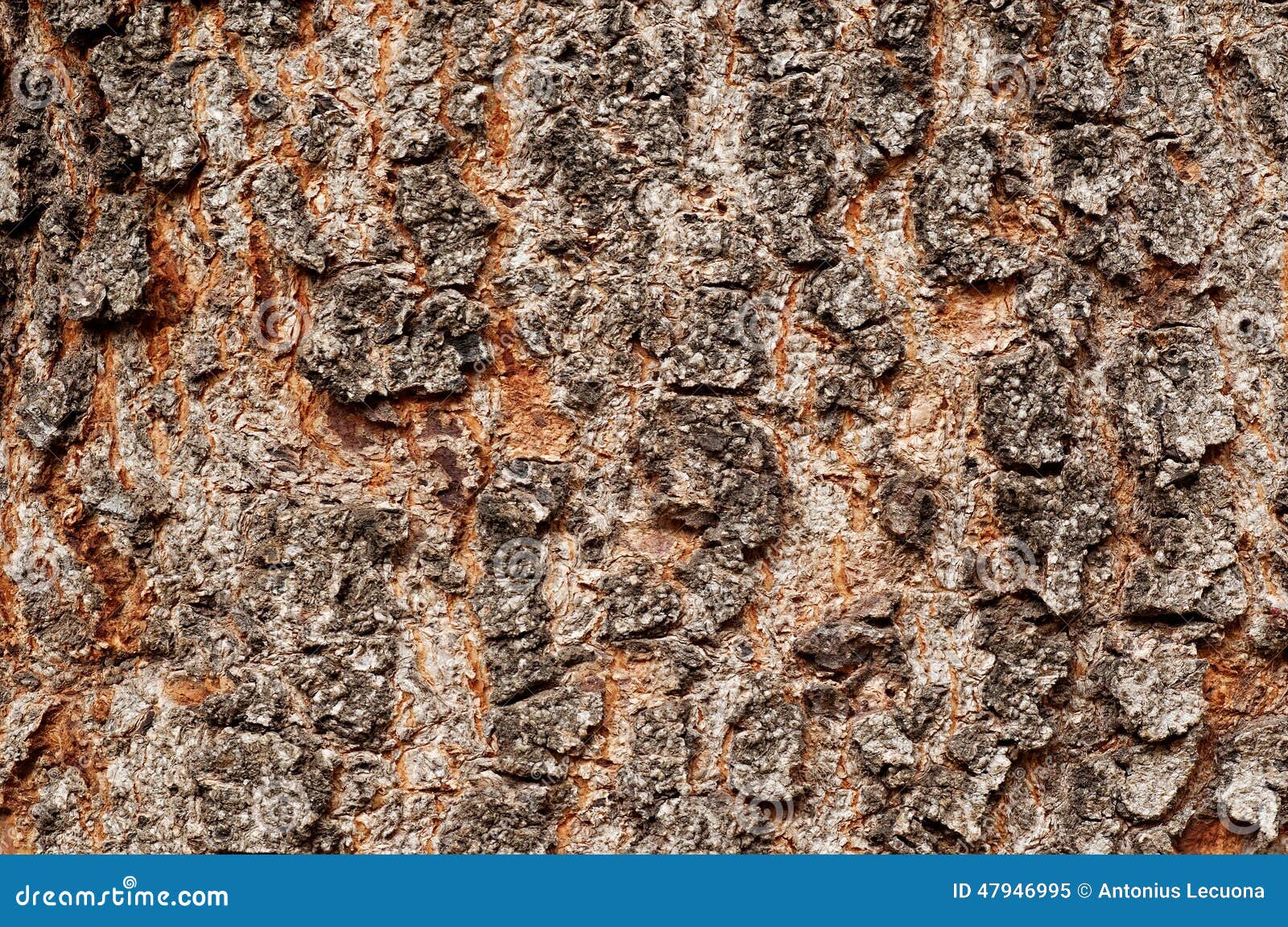 Fine Texture of a Tree Bark Stock Image - Image of close, backgrounds ...