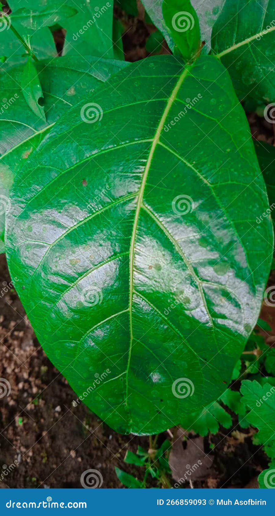 Fine textured green leaves stock image. Image of leaves - 266859093