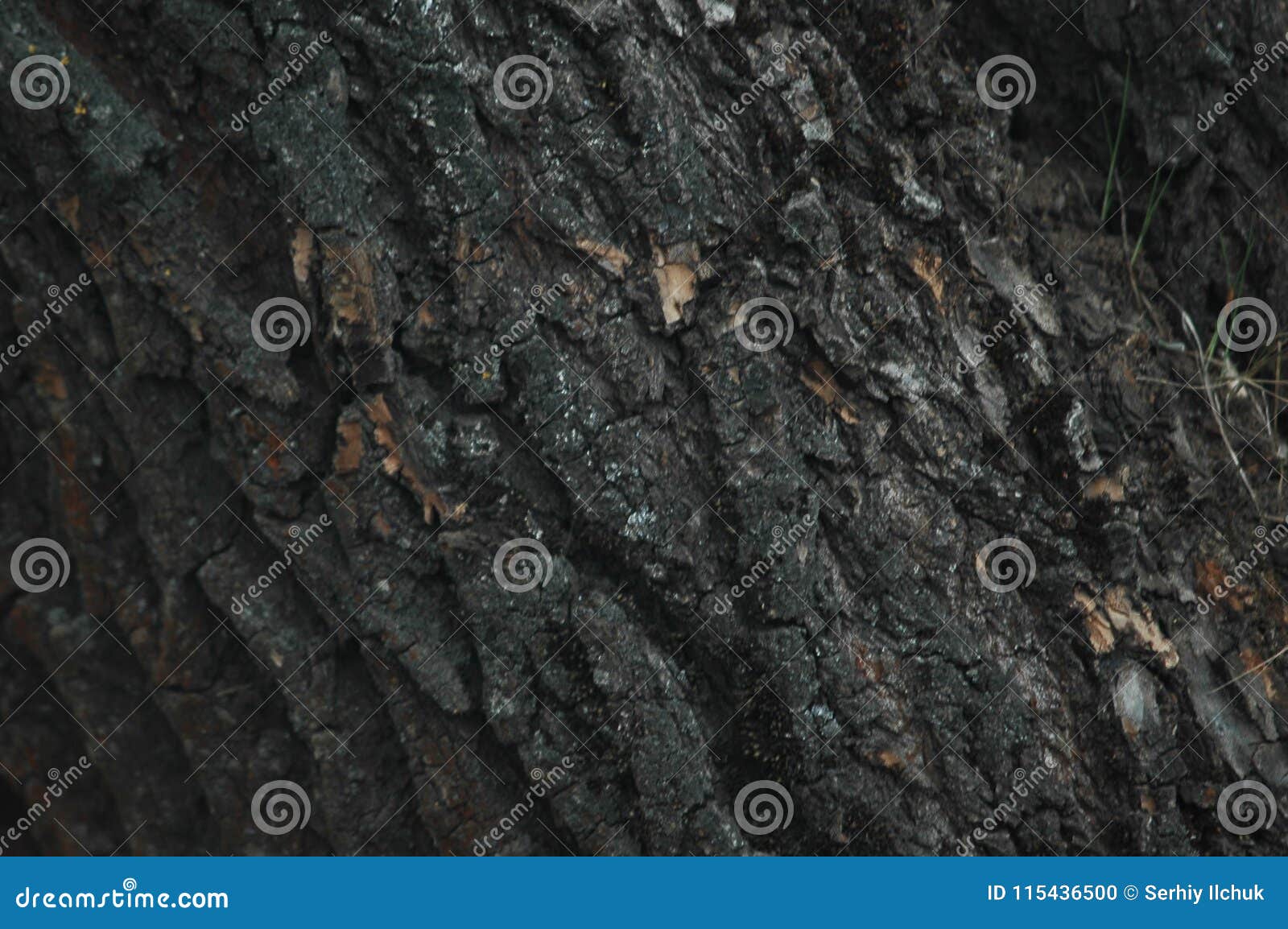 Fine Bark Texture Background Stock Photo - Image of bark, tree: 115436500