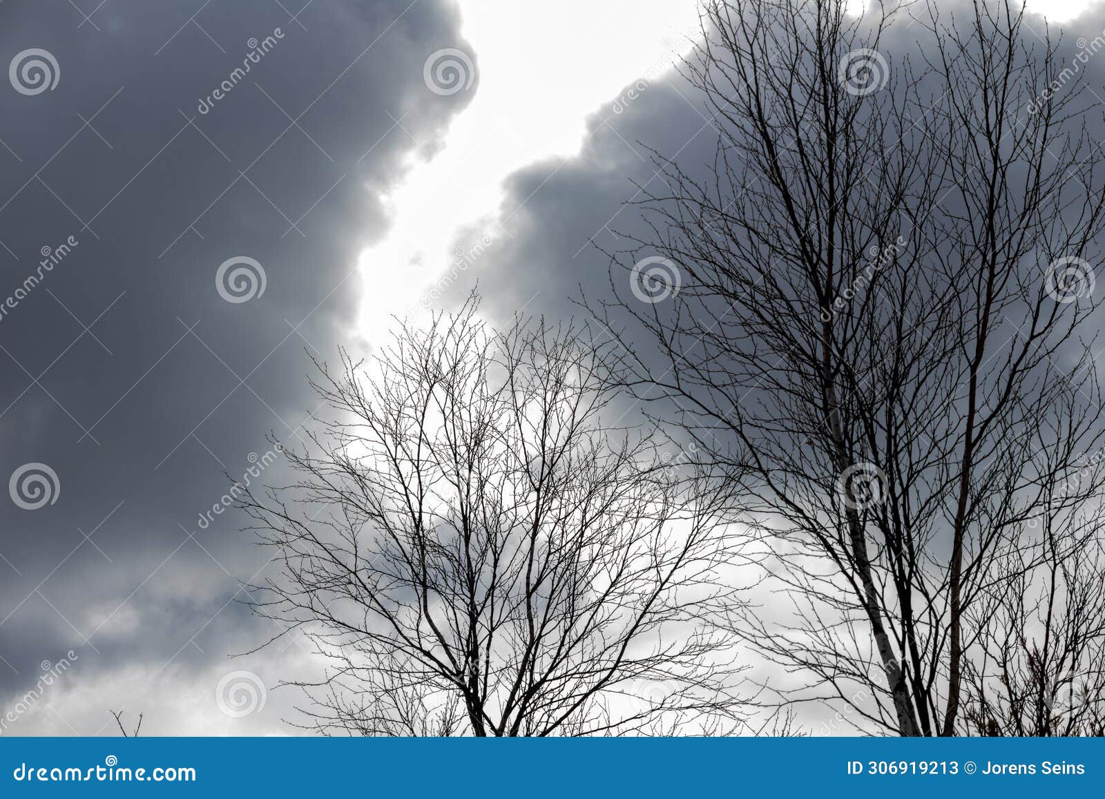 Fine Oak Tree Wood Texture Pattern Background. Exquisite Design Oak ...