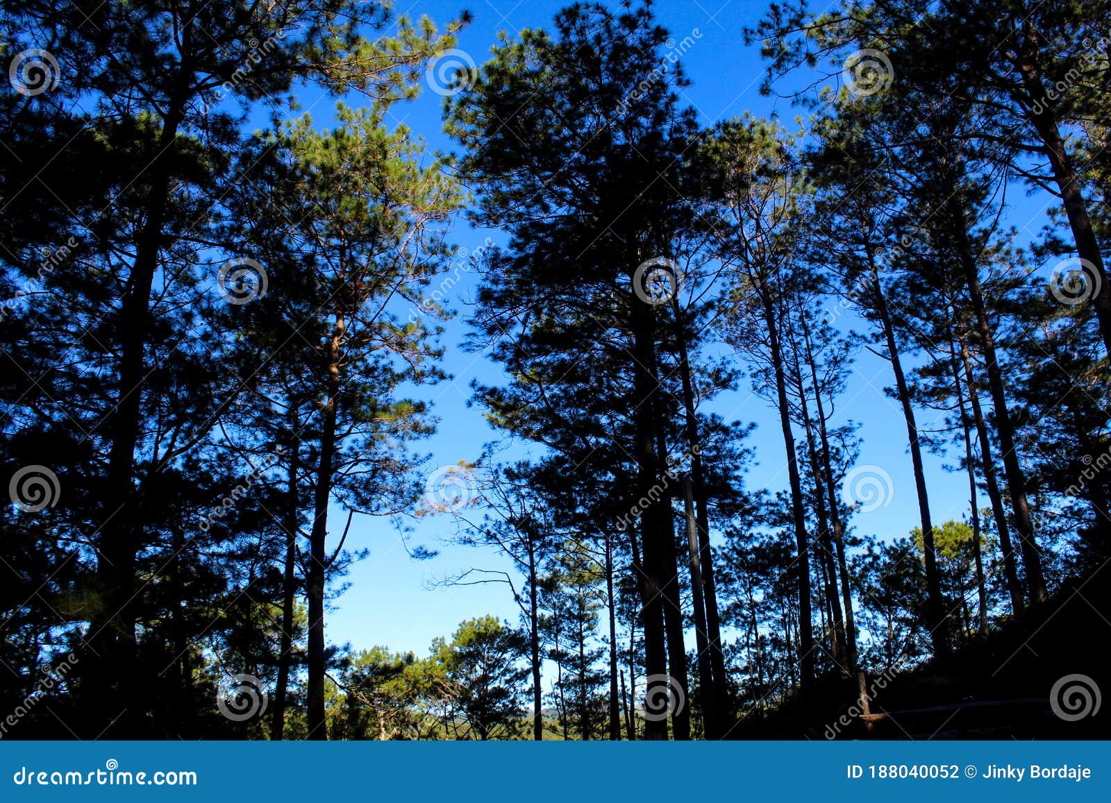 Fine trees and sky blue stock photo. Image of nature - 188040052