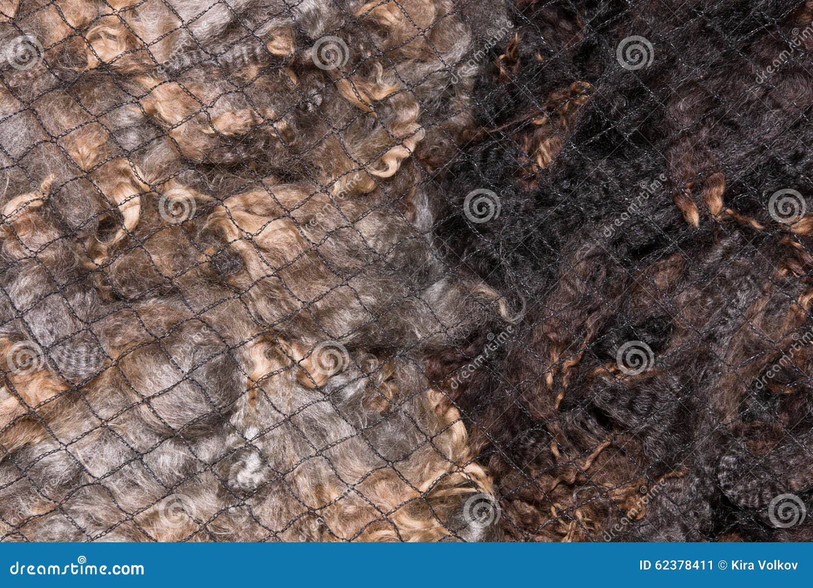 Fine Unprocessed Merino Wool Covered with Protective Net Stock Image ...