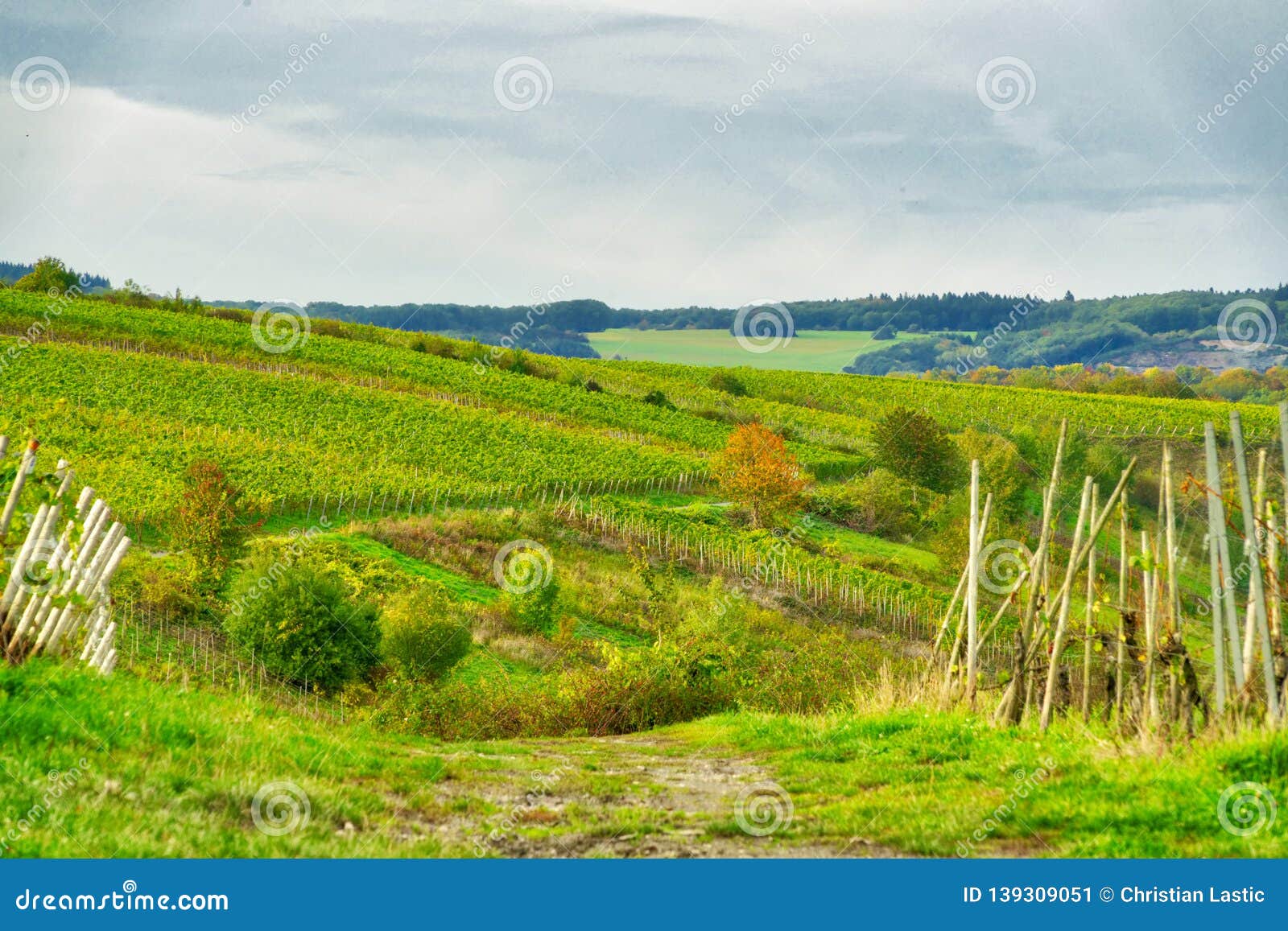 Fine Vineyard at Trittenheim/Germany Stock Image - Image of scenic ...