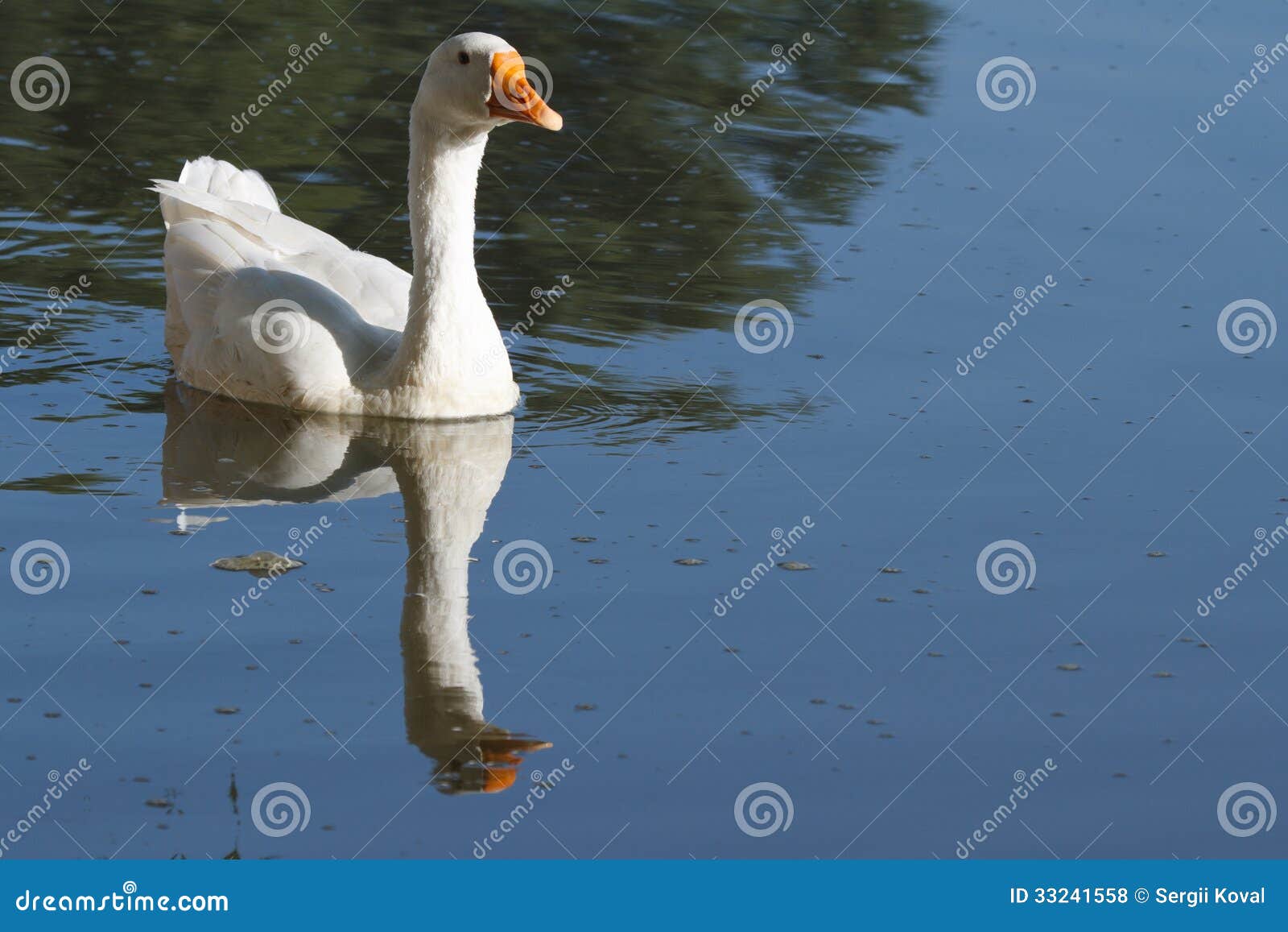 Fine White Goose Floating on Blue Water. Stock Photo - Image of lake ...