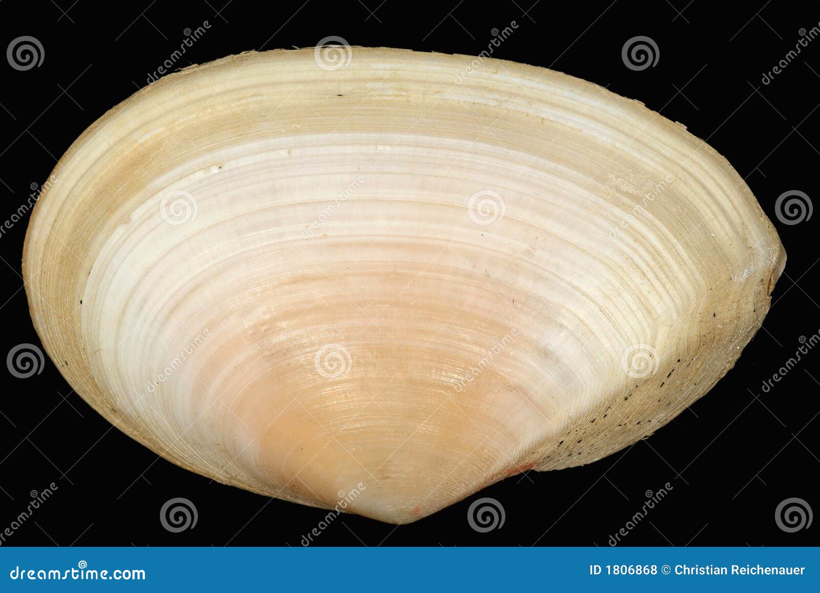 Fine White Shell on Black Backgroung Stock Photo - Image of planatus ...