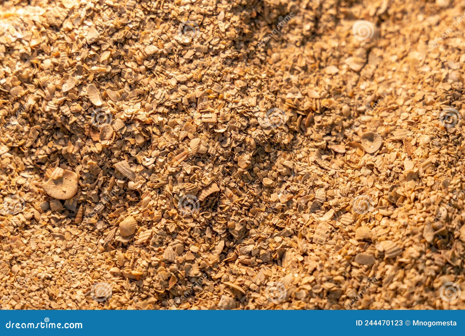 Finely Crushed Shells. Beach Surface Close-up. Shell Particles Stock ...