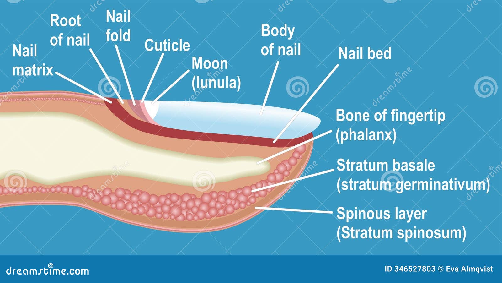 Finger Anatomy in Profile. Vector Illustration. Stock Illustration ...