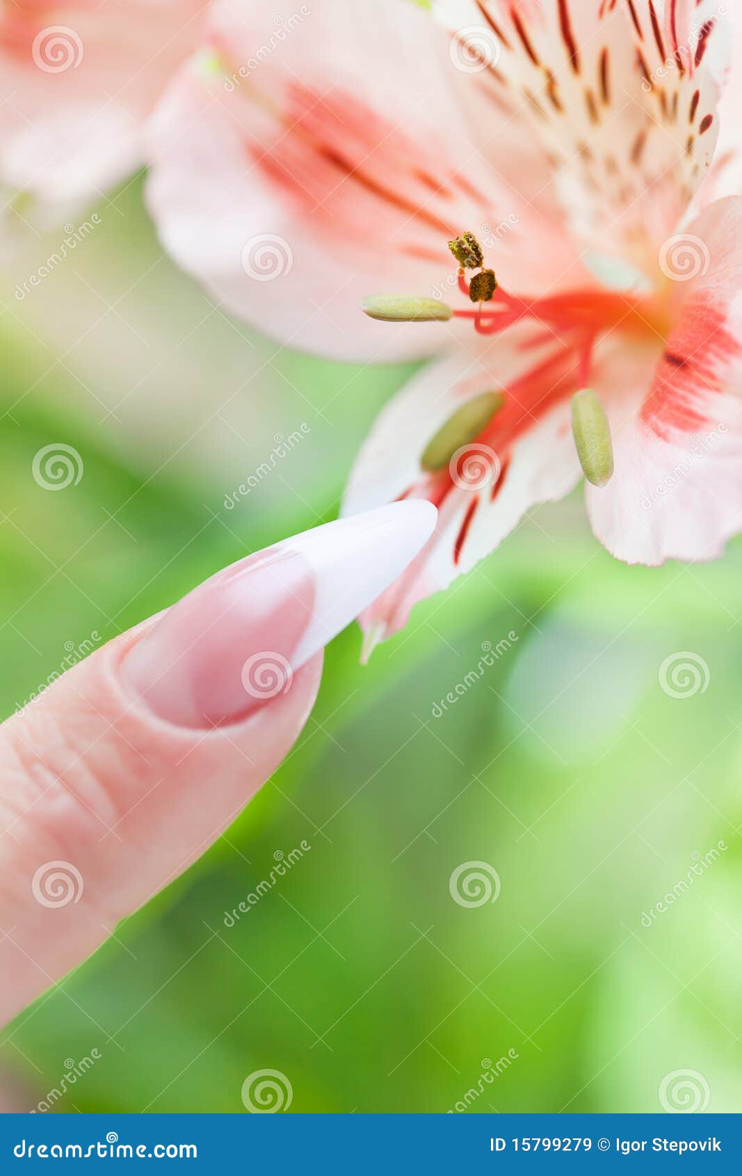 Finger with Beautiful Manicure Touch a Flower Stock Image - Image of ...