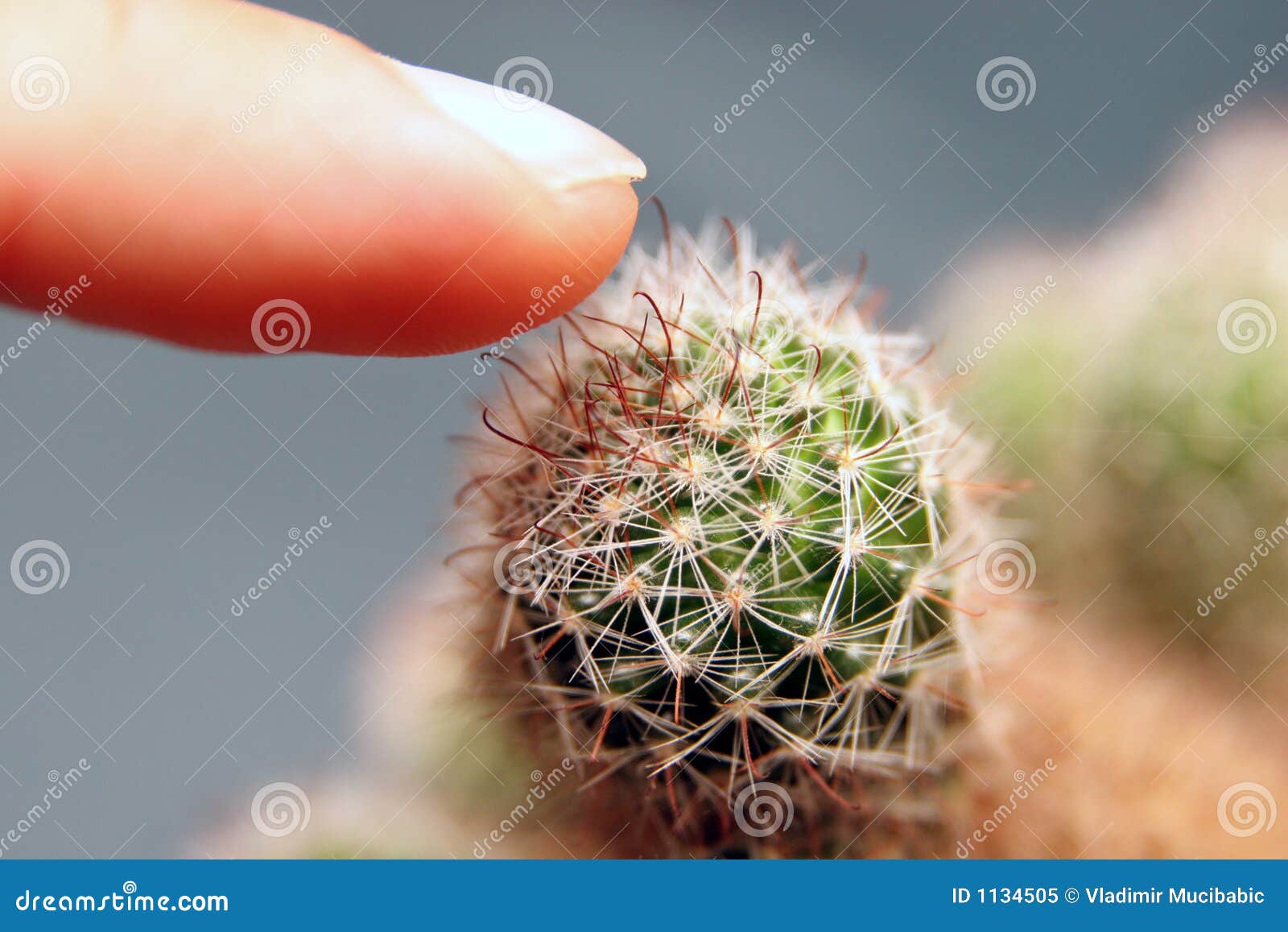 Finger cactus stock image. Image of cacti, center, arid - 1134505