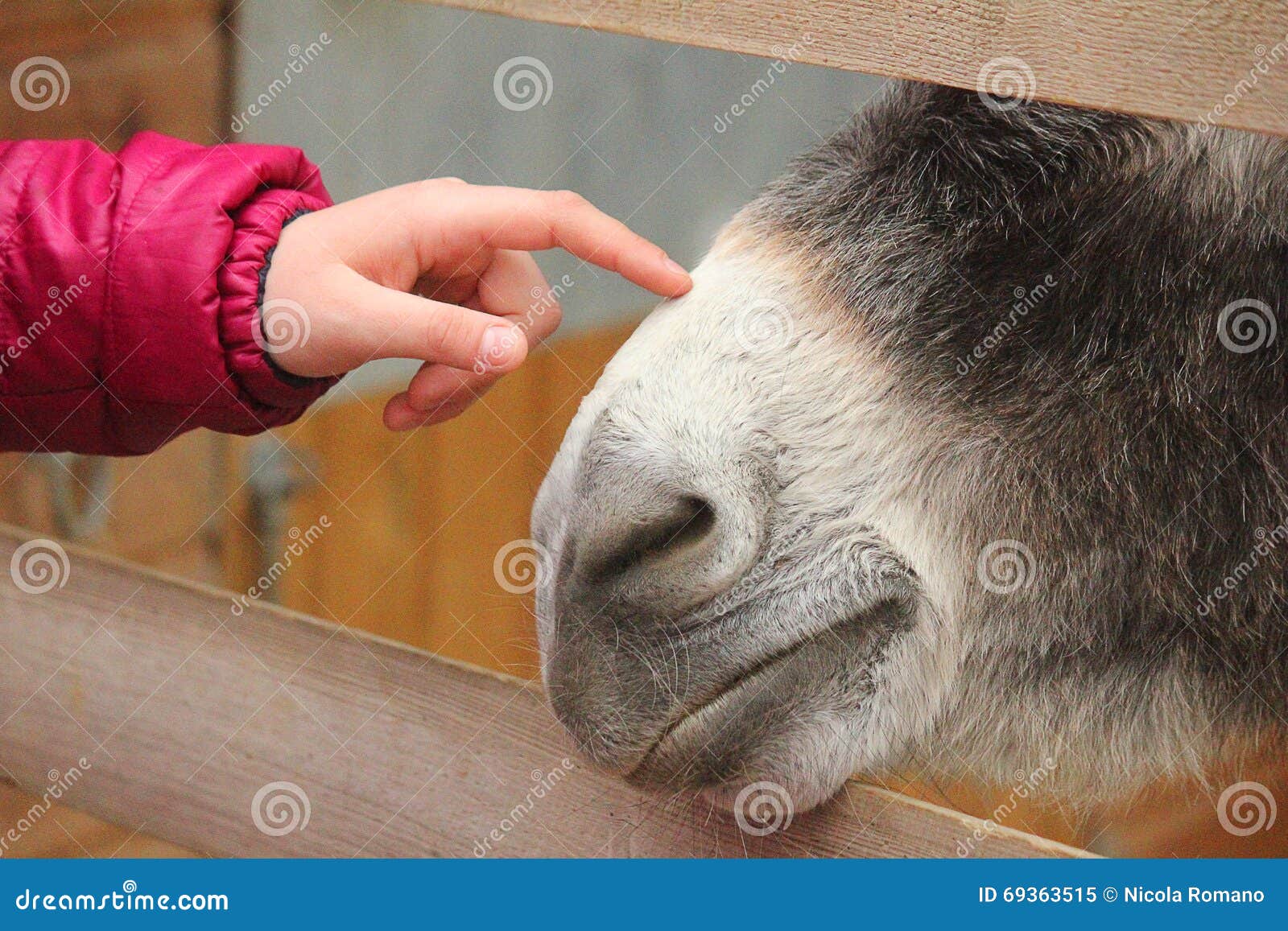 Finger Caressing Muzzle Donkey Stock Image - Image of fence, finger ...