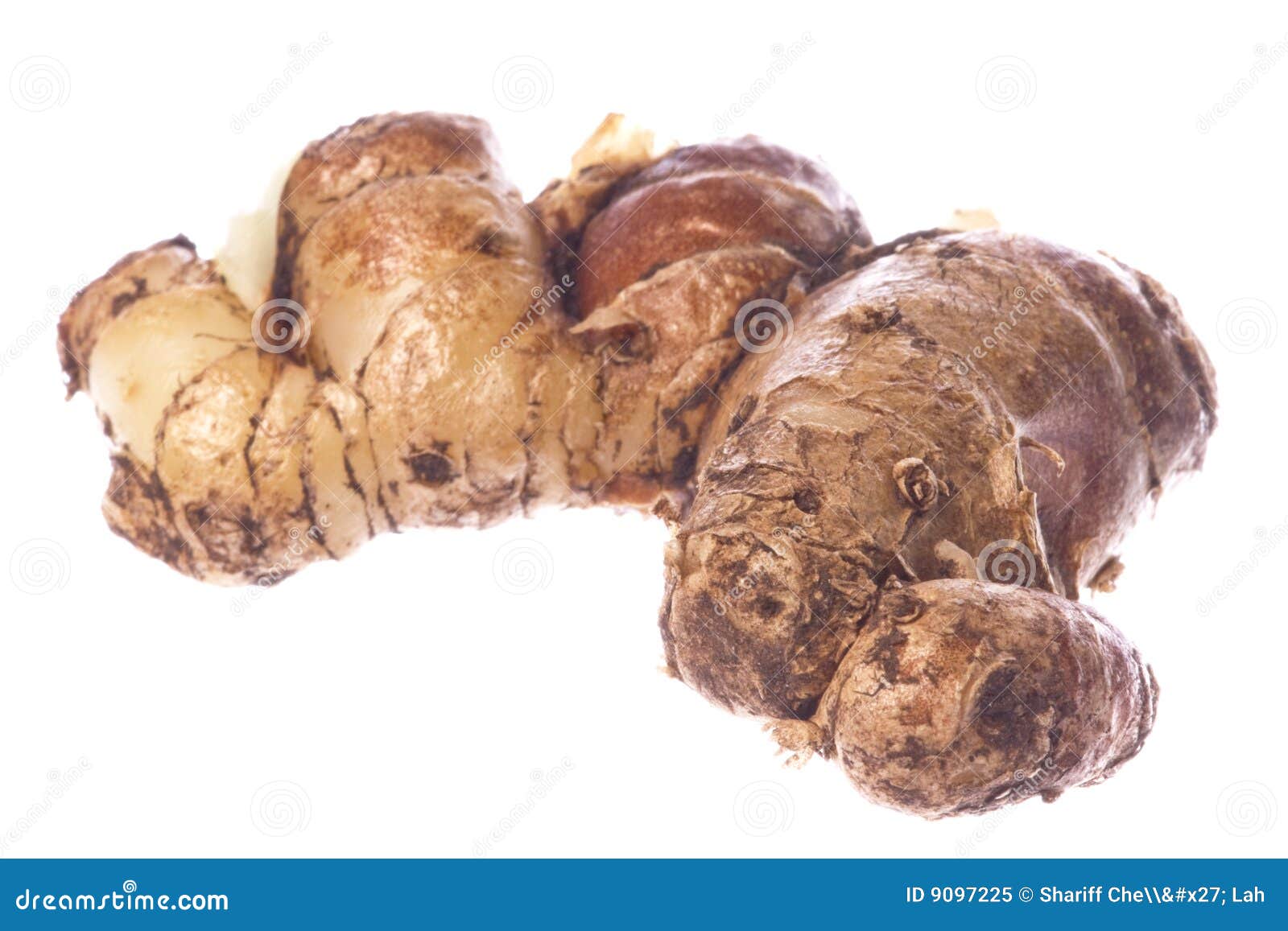 Finger (Cekor) Root Macro Isolated Stock Image - Image of flavoring ...