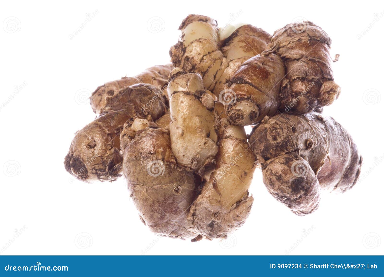 Finger (Cekor) Root Macro Isolated Stock Photo - Image of macro ...