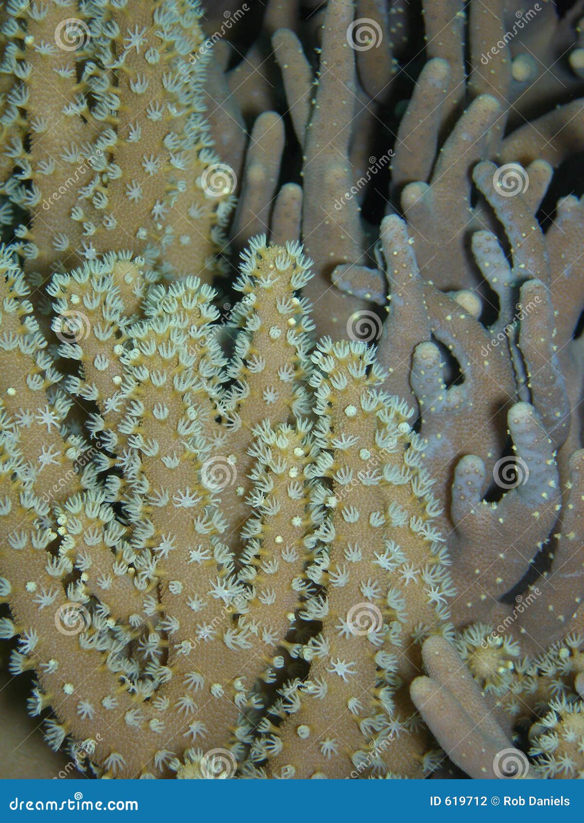 Finger Coral stock photo. Image of habitat, diving, exploration - 619712