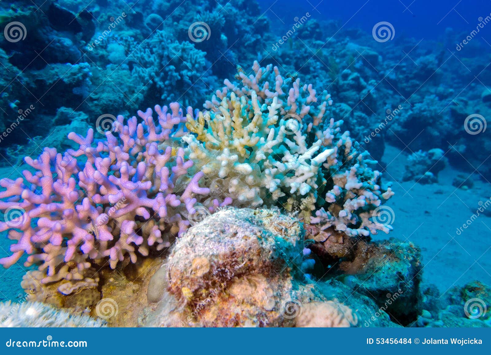 Finger Coral in Tropical Sea at Great Depth, Underwater Stock Photo ...