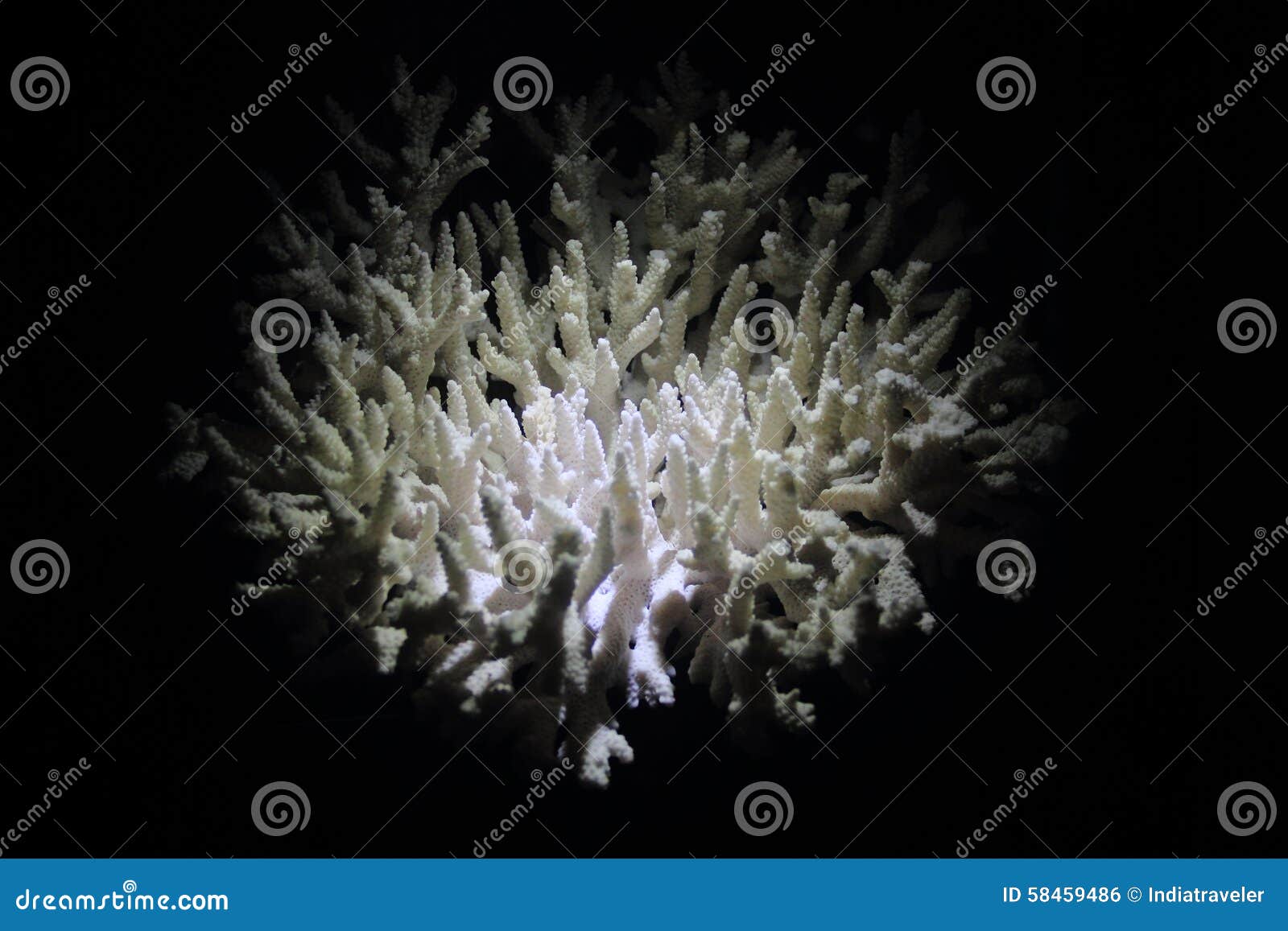 Finger Coral. stock photo. Image of coral, clipart, biology - 58459486