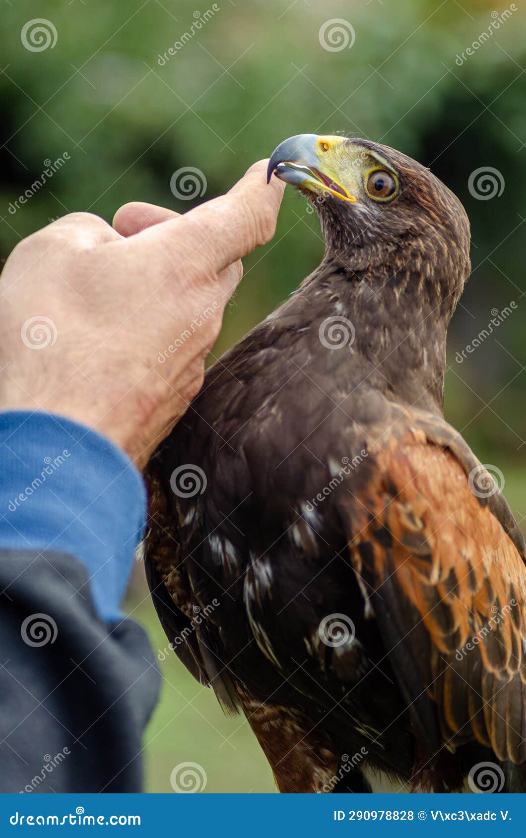 Finger of a Falconer Caressing a Harris Eagle Stock Photo - Image of ...
