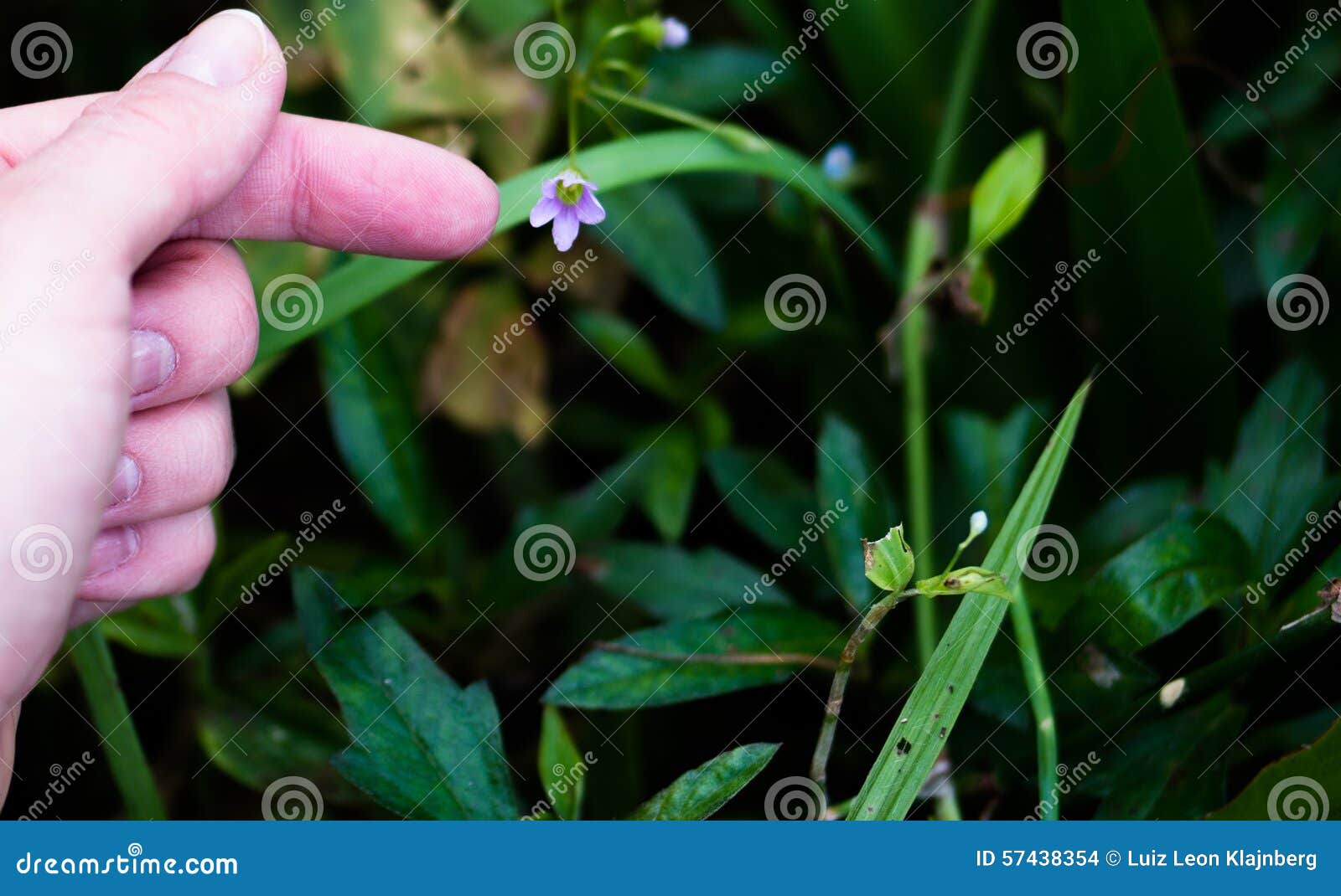 A finger and a flower stock photo. Image of excuse, forgiveness - 57438354