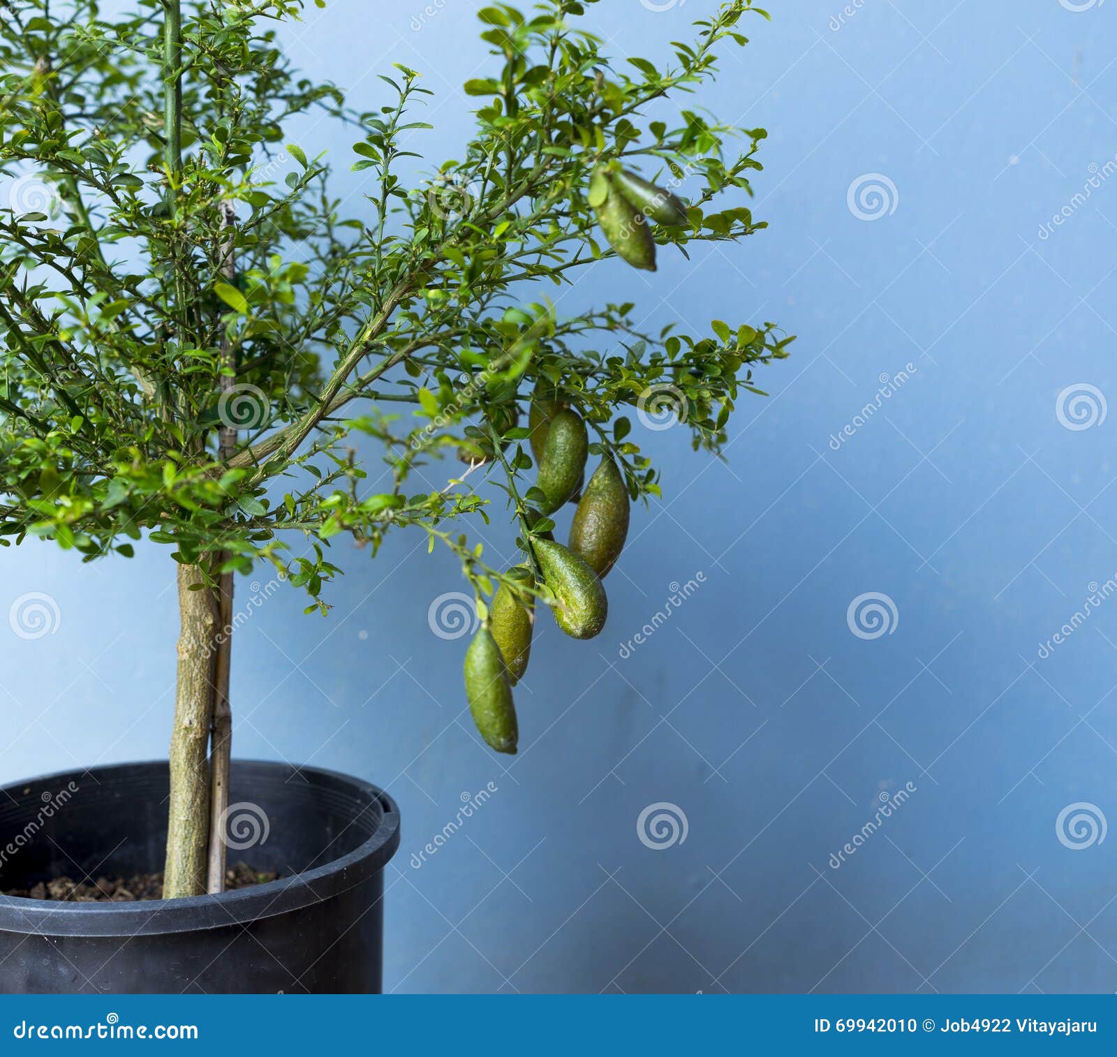 Finger lime or Caviar Lime stock photo. Image of healthy - 69942010