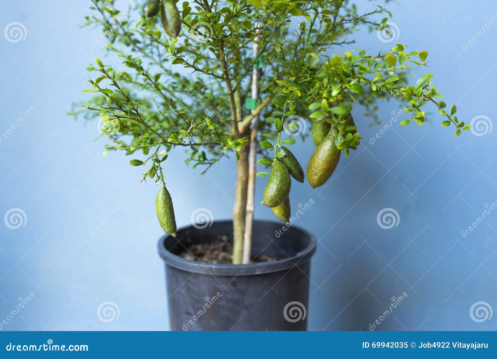 Finger Lime (caviar ) Citrus Australasica On Wooden Table Stock Photo ...