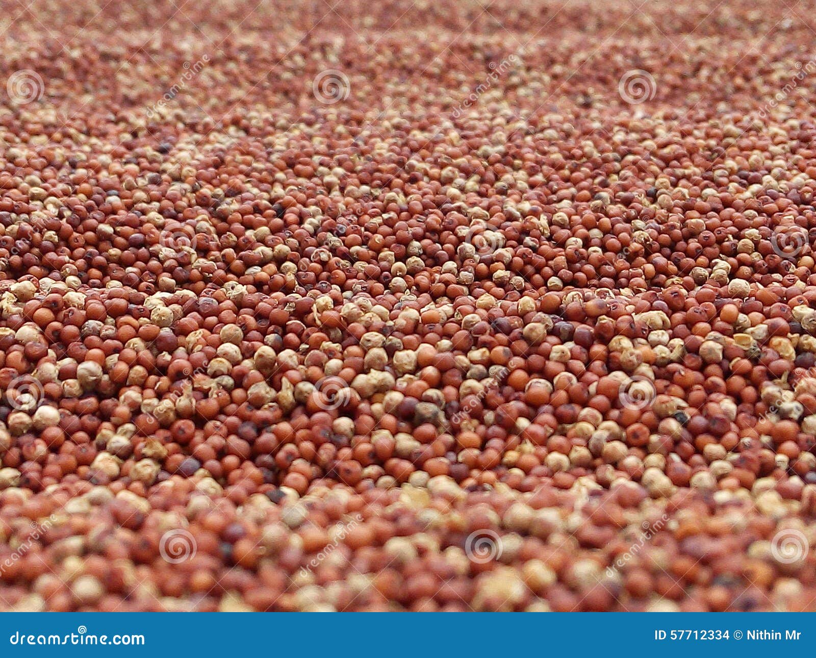 Finger Millet Ragi stock photo. Image of porridge, millet - 57712334