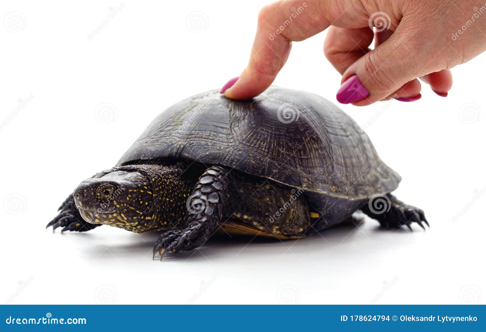 Finger pressing on turtle stock photo. Image of exotic - 178624794