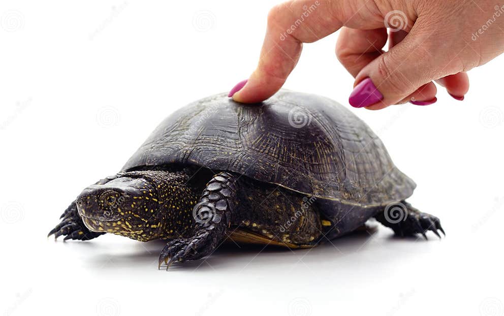 Finger pressing on turtle stock photo. Image of exotic - 178624794