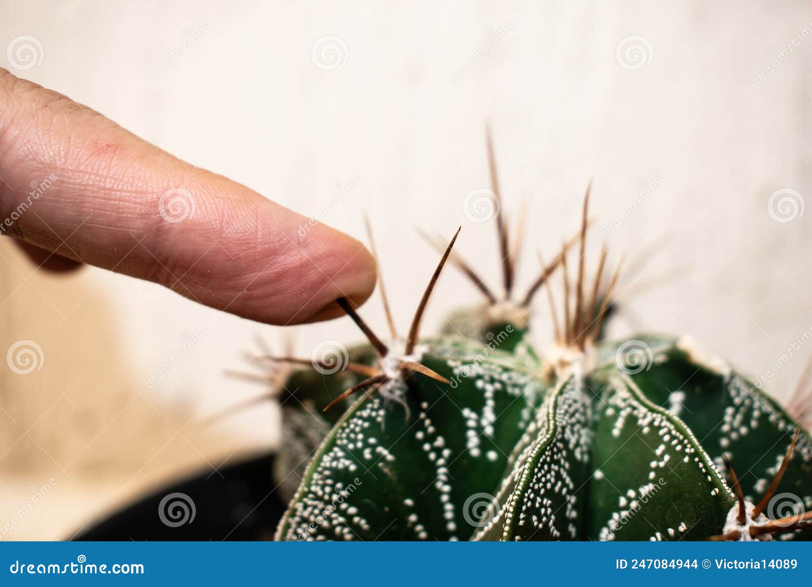 Thorns, Stinging Spikes, Pricking a Finger. Stock Photo - Image of ...