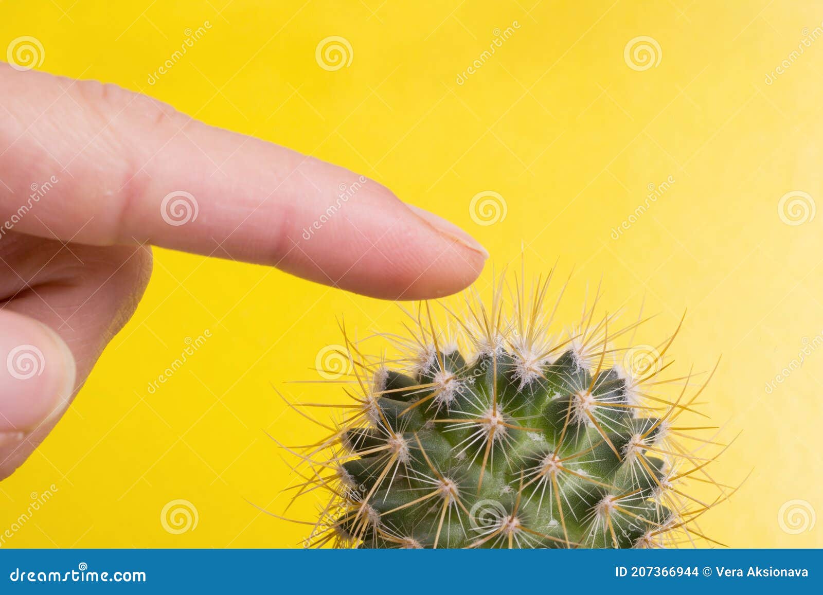 Finger on Cactus on Yellow Background Stock Photo - Image of botanic ...
