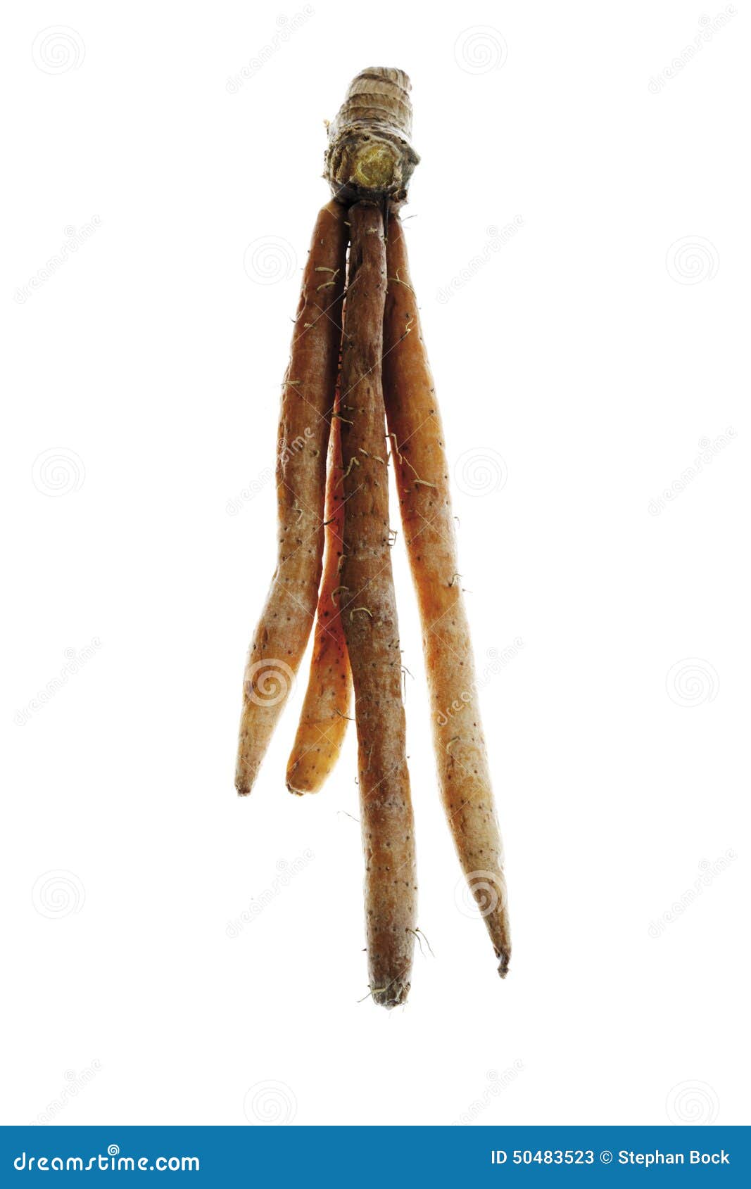 Finger root, close-up stock image. Image of krachai, exotic - 50483523