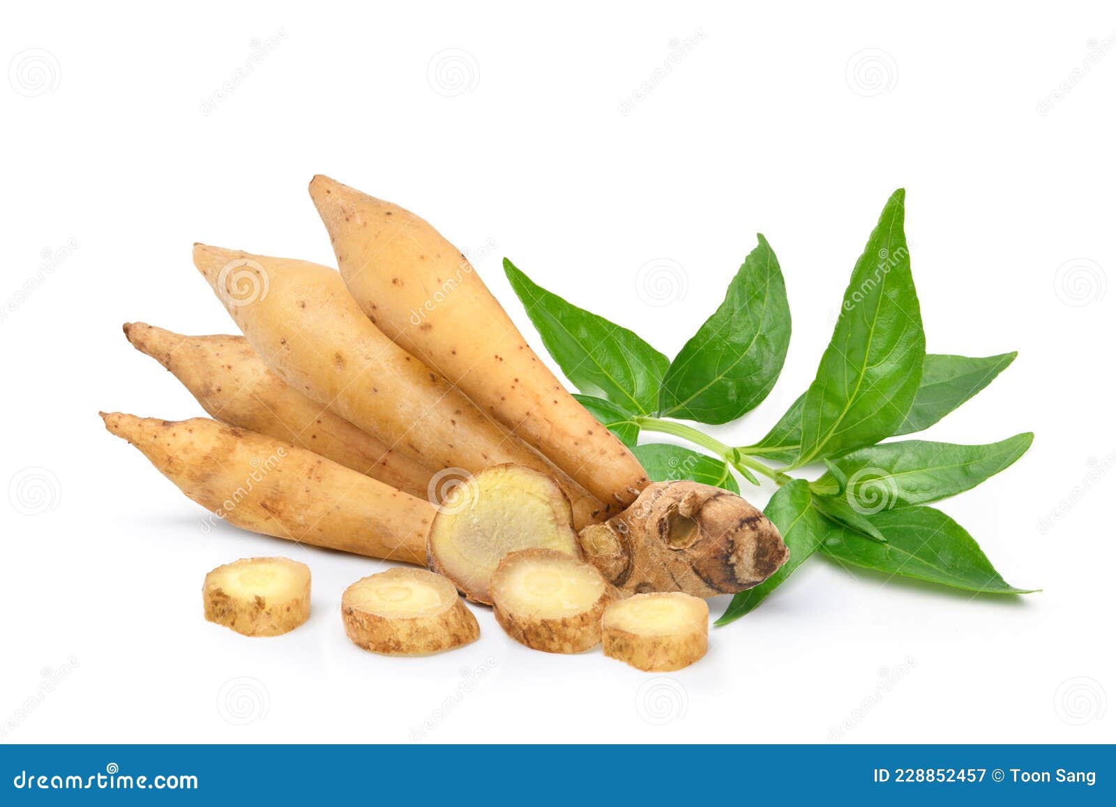 Finger Root with Fresh Andrographis Paniculata Stock Image - Image of ...