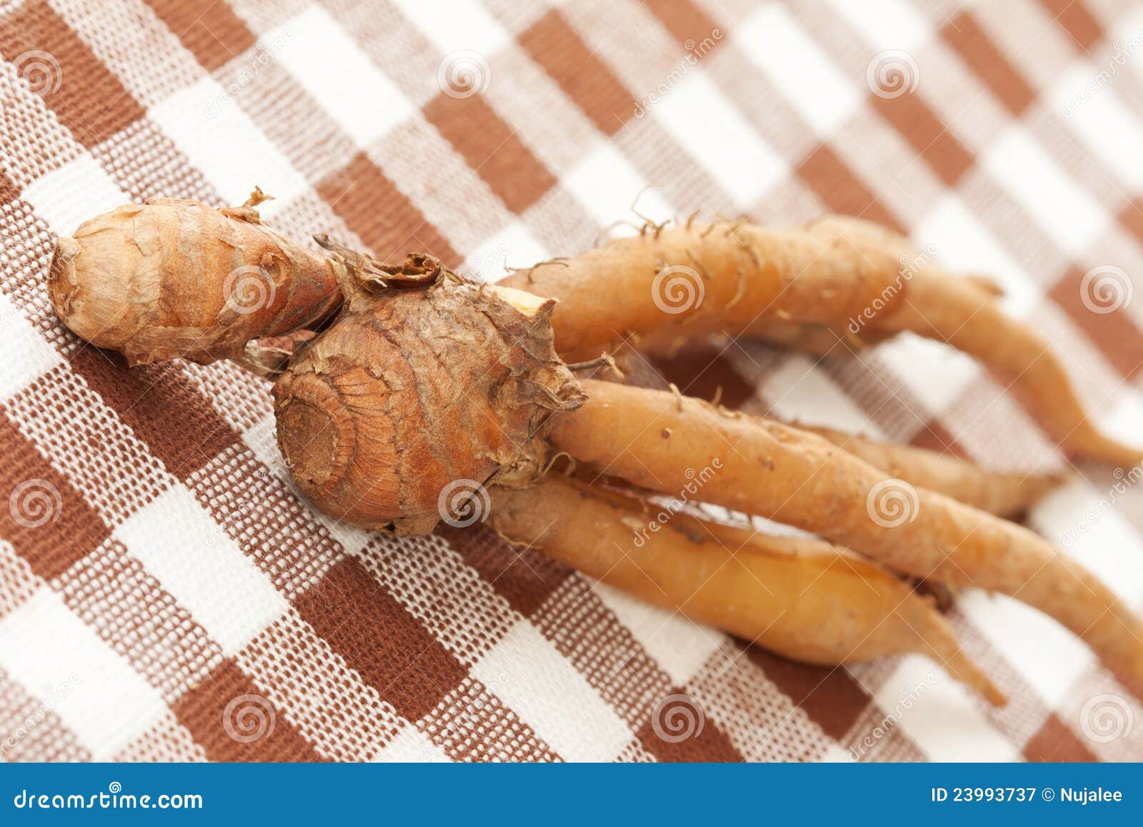 Finger root herb stock image. Image of vegetable, cuisine - 23993737
