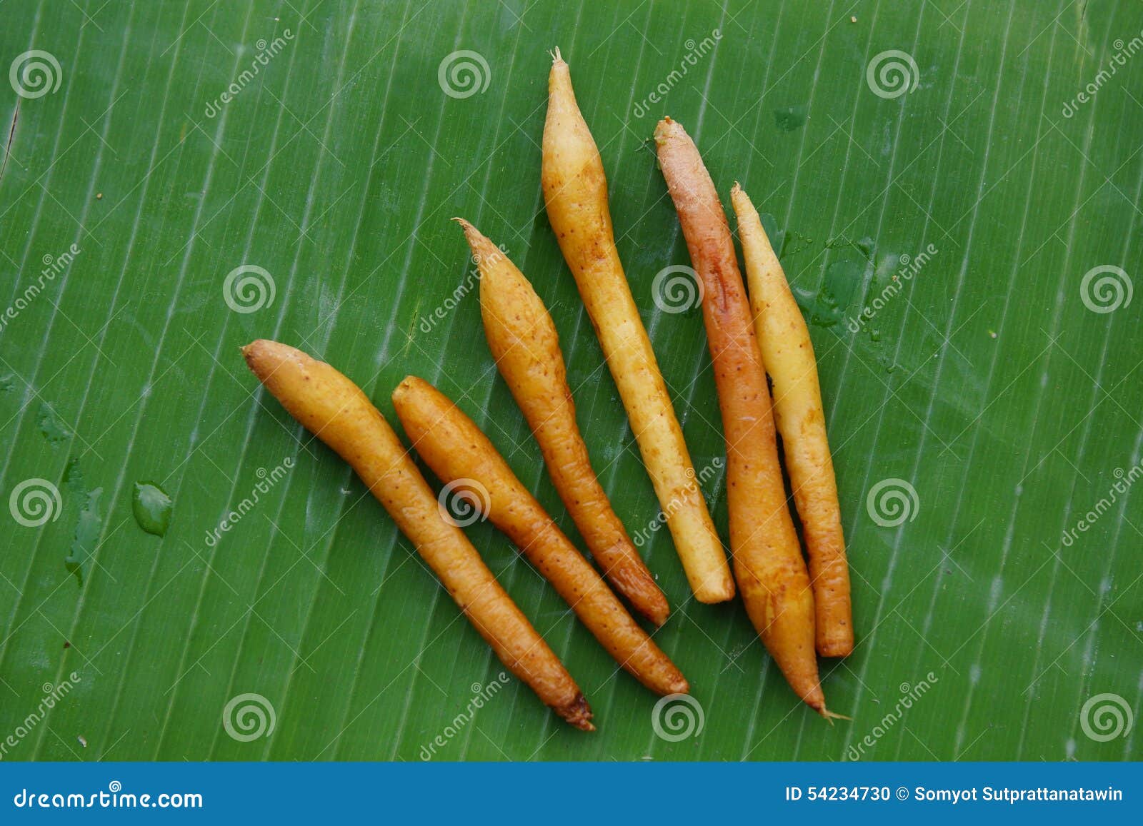 Finger Root Herb Stock Images - Download 404 Royalty Free Photos
