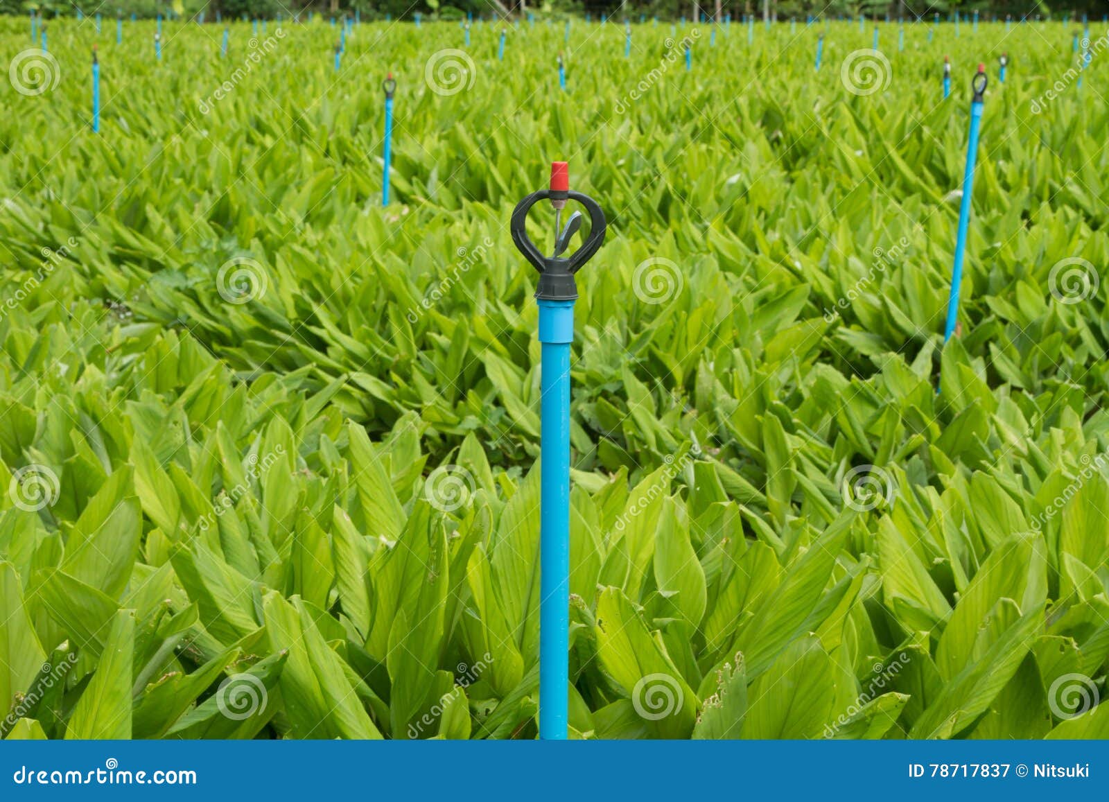 Finger Root Or Chinese Ginger Boesenbergia Rotunda A Medicinal And ...